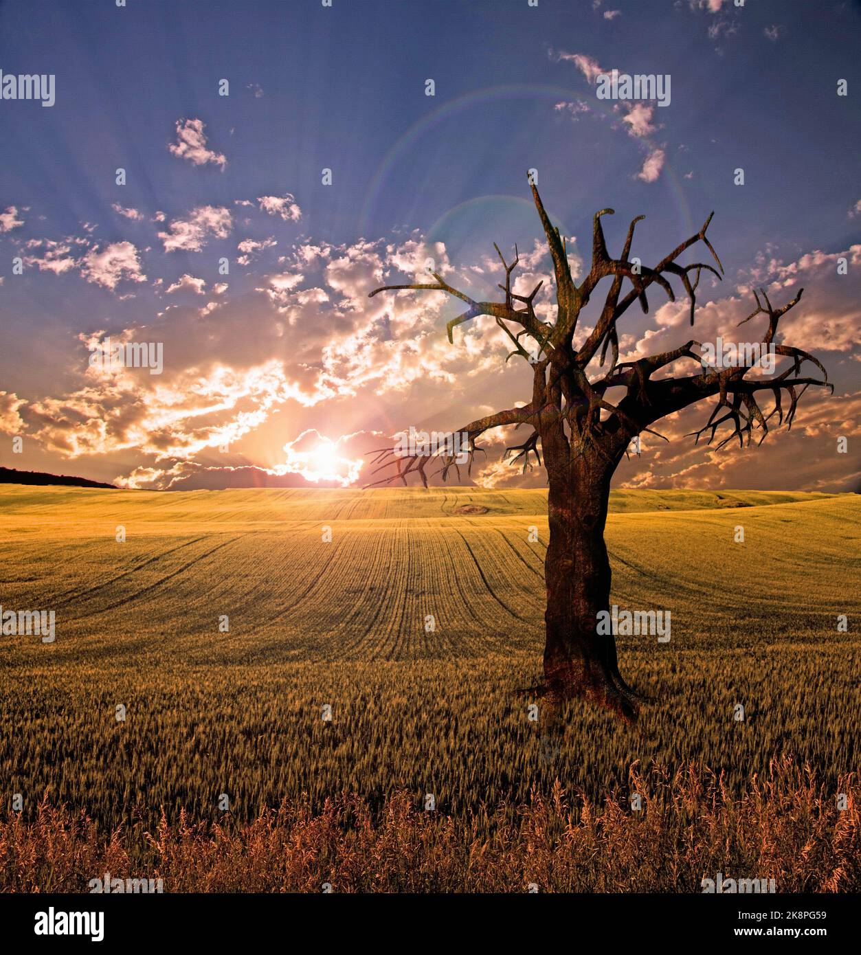 Tree and sunset. 3D rendering Stock Photo - Alamy