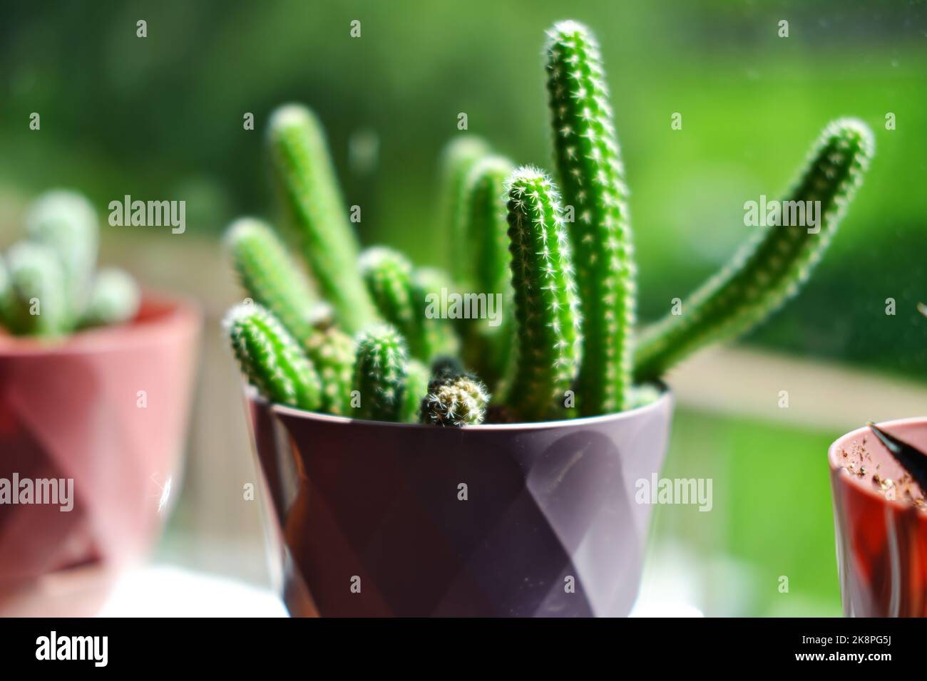 Cactus Indoor in front of a window with sunlight Stock Photo - Alamy