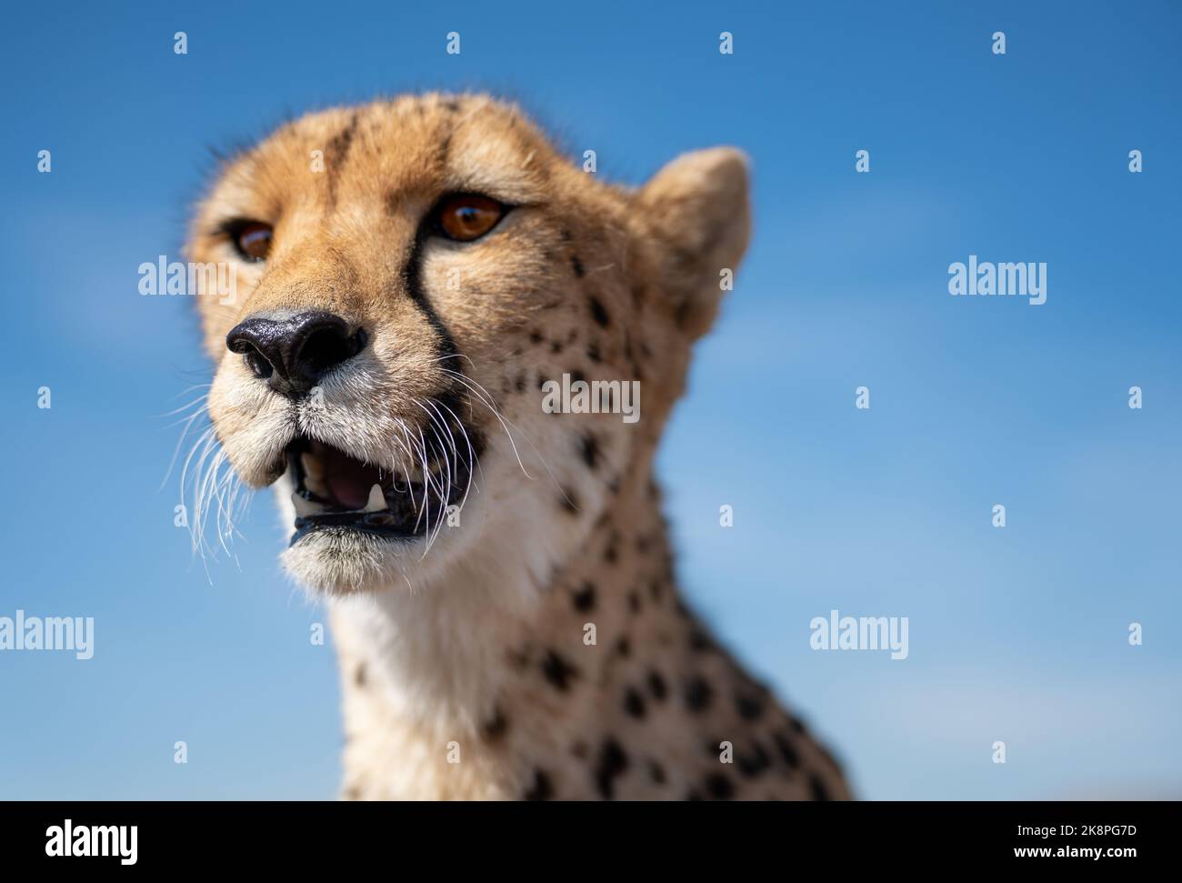 Isolated cheetah head over blue sky in the background Stock Photo - Alamy