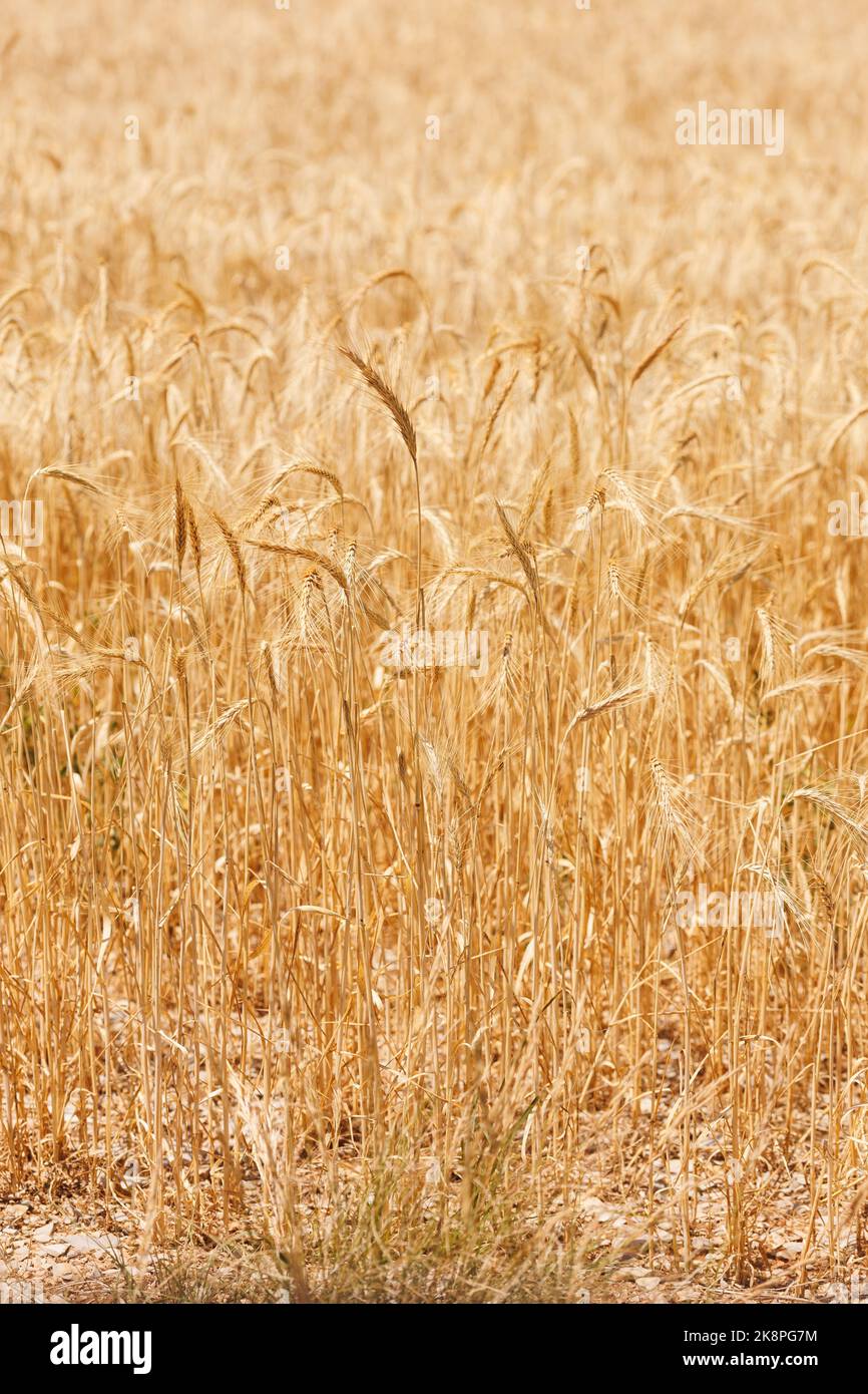 A dry wheat in the field, background, vertical Stock Photo - Alamy