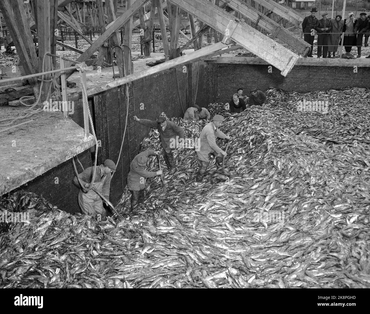 Moldtustranda February 1951. The herring oil factory at Moldtustranda ...