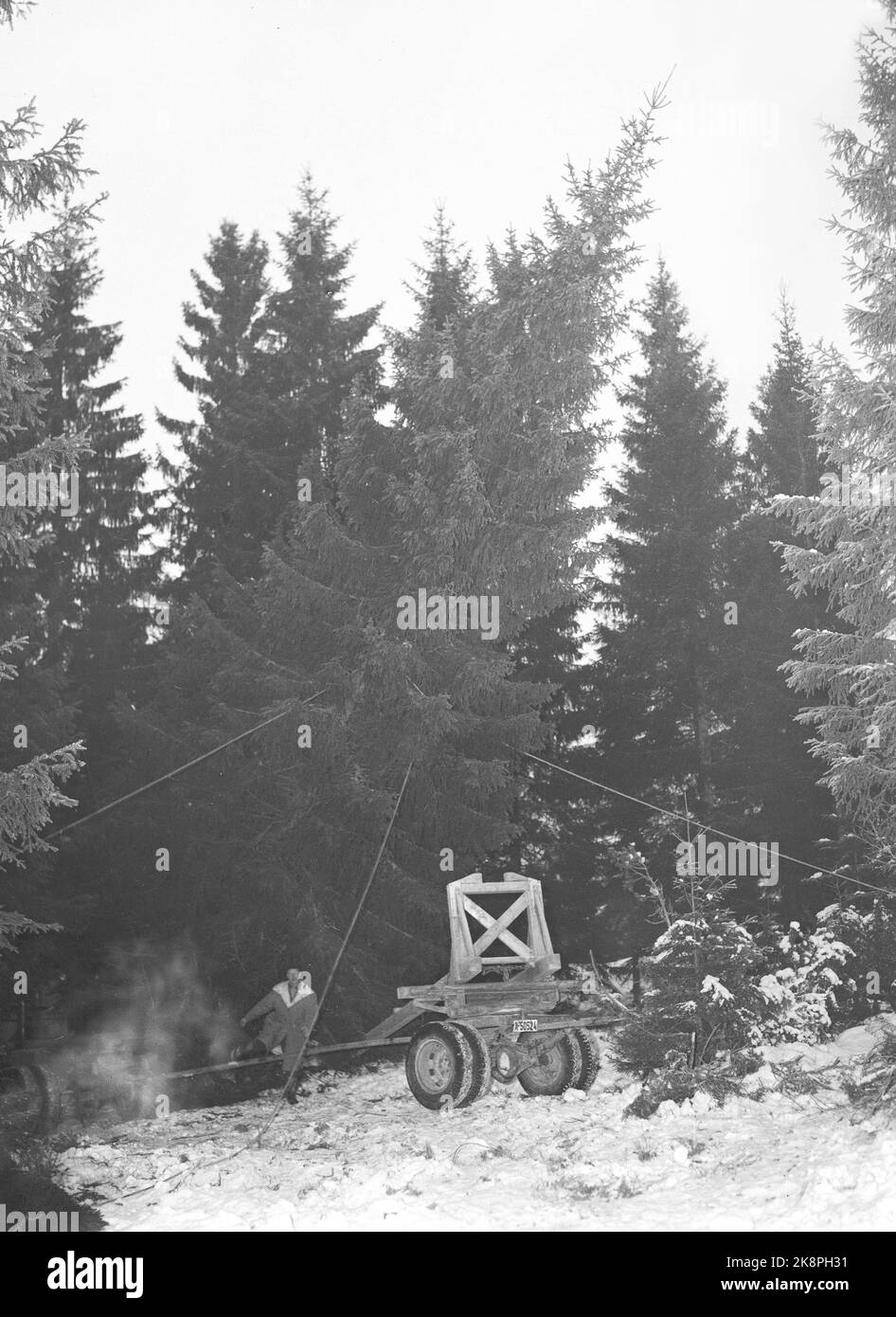 Oslo 19521208. The big Christmas tree of the year to be on Trafalgar ...