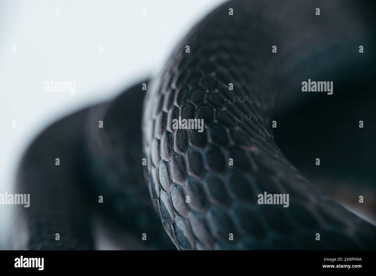 A closeup of the black scaly skin of Ring-necked snake Stock Photo - Alamy