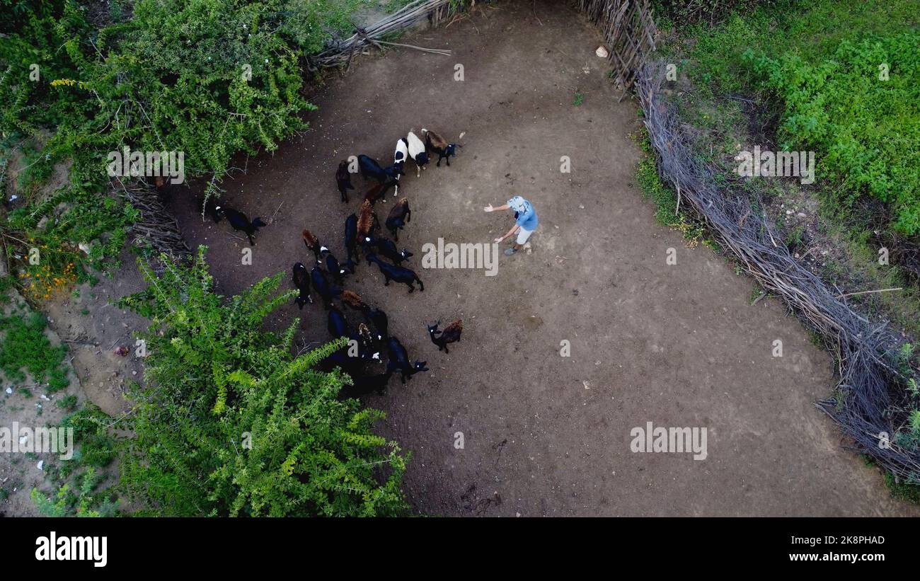 High angle view goats hi-res stock photography and images - Alamy