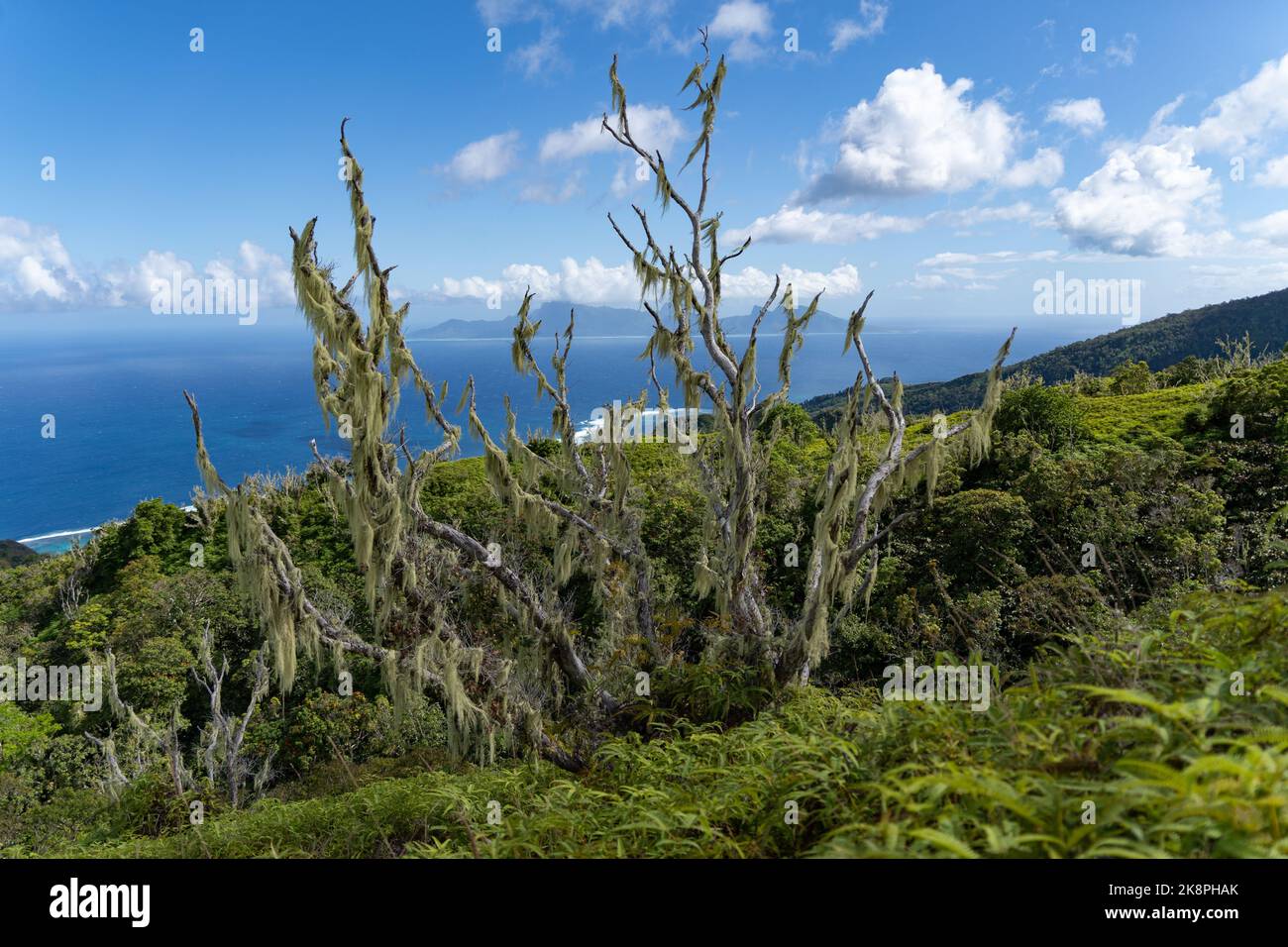 The old man's beard tree with green vegetation against the background ...