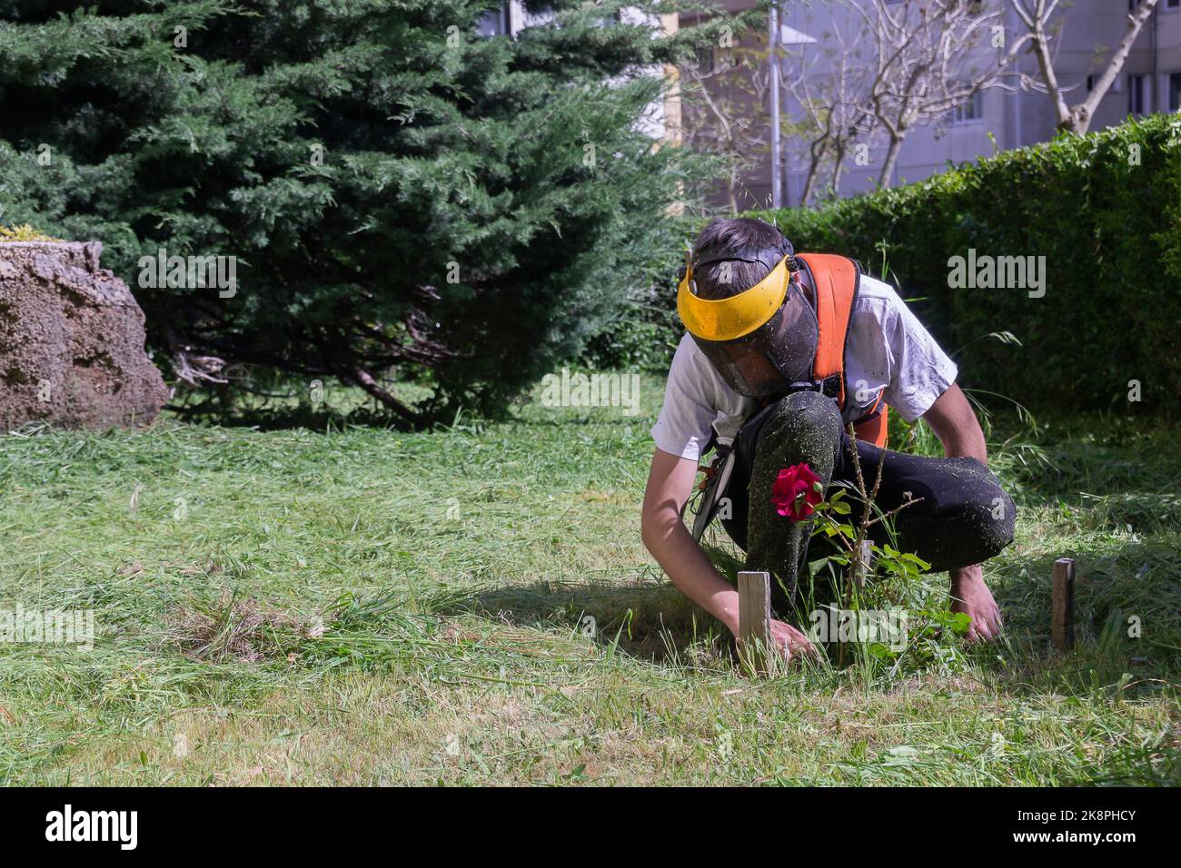 The person with a gardening helmet planting a rose in the yard Stock ...