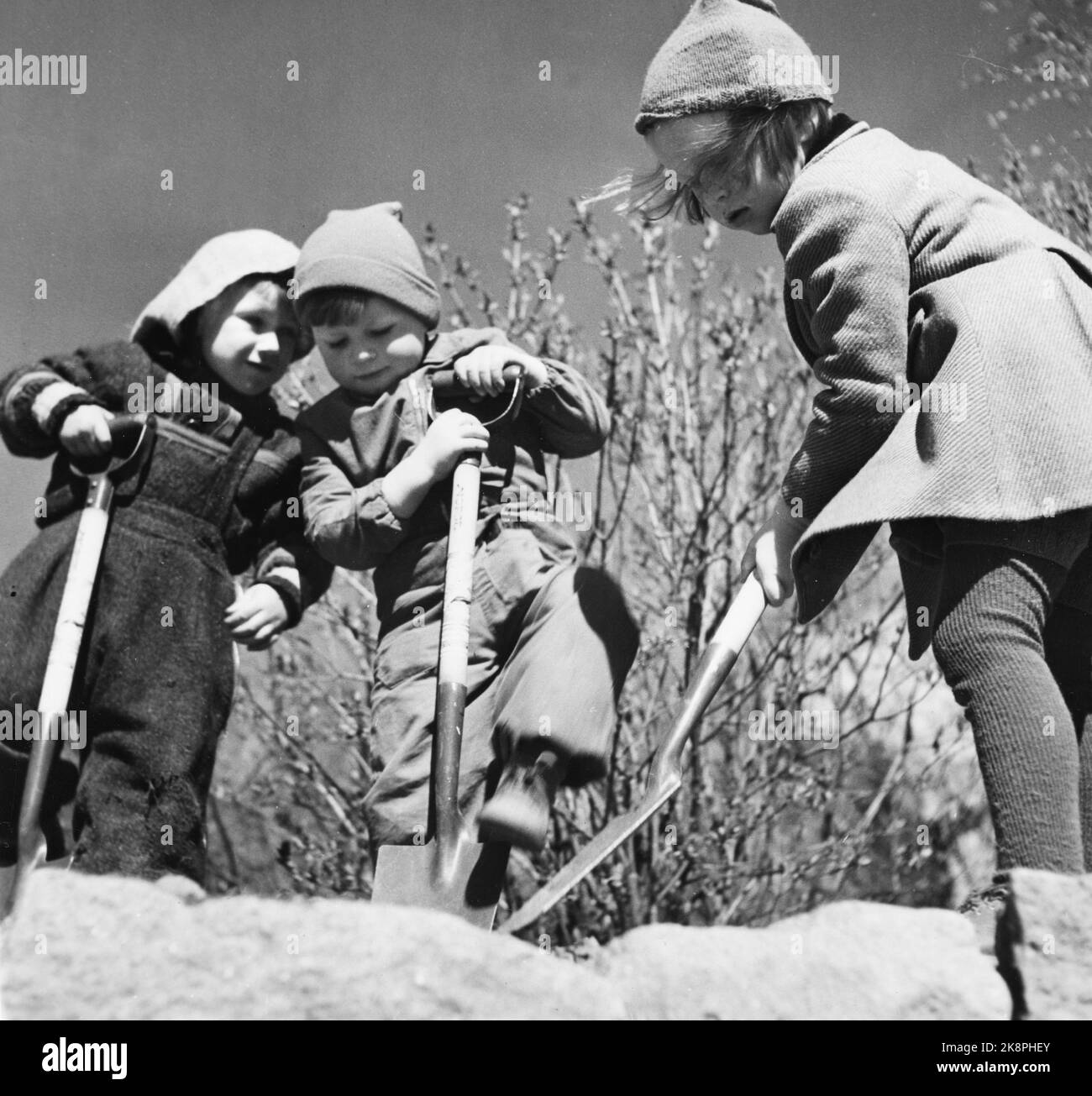 Oslo 1948. Planting of plants with shovels is one of the things the ...