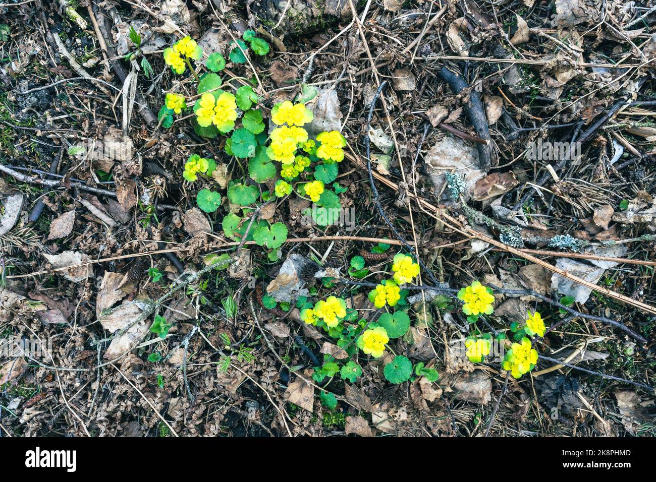 Maigull hi-res stock photography and images - Alamy