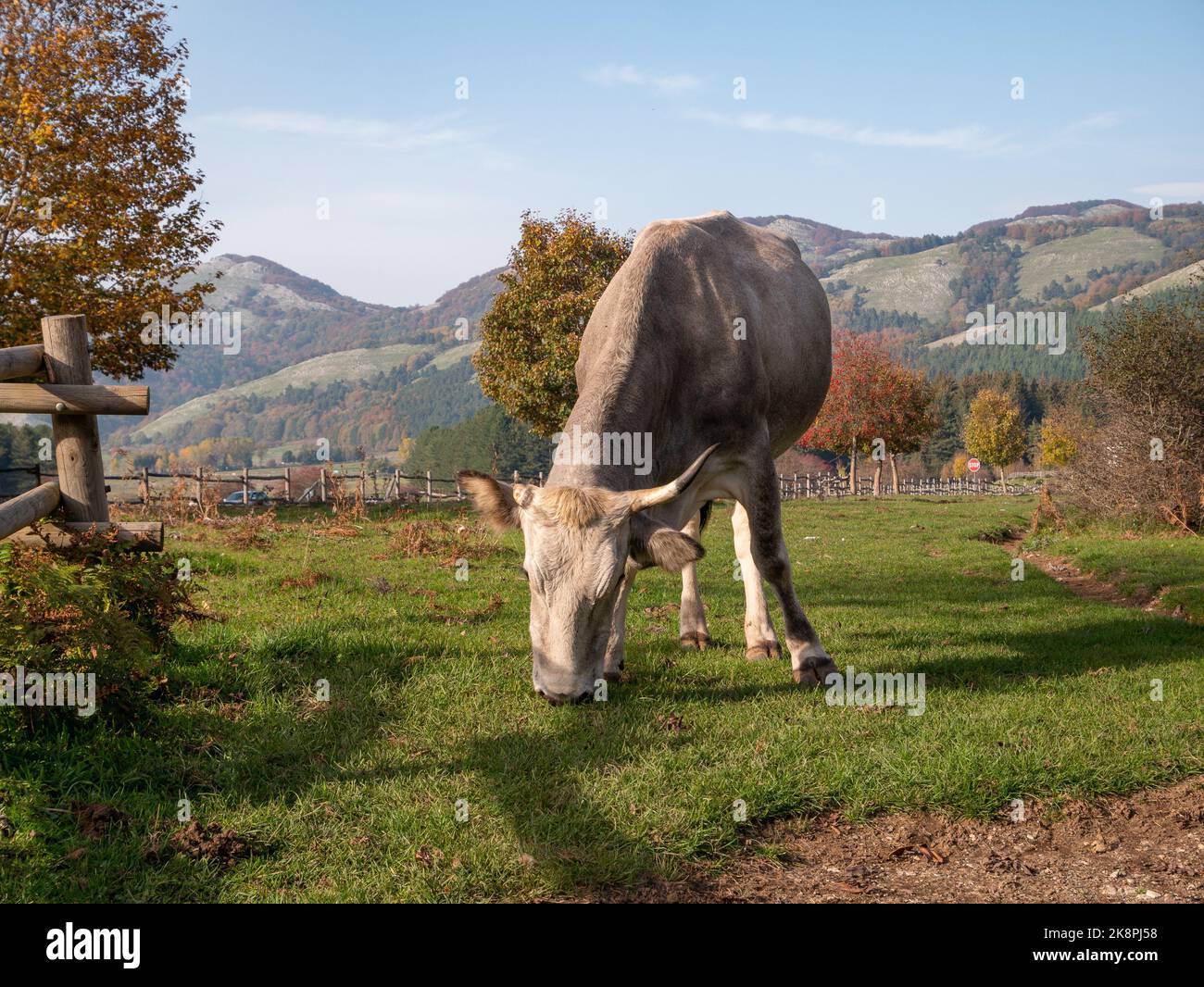 Herd cows grazes in mountain hi-res stock photography and images - Alamy