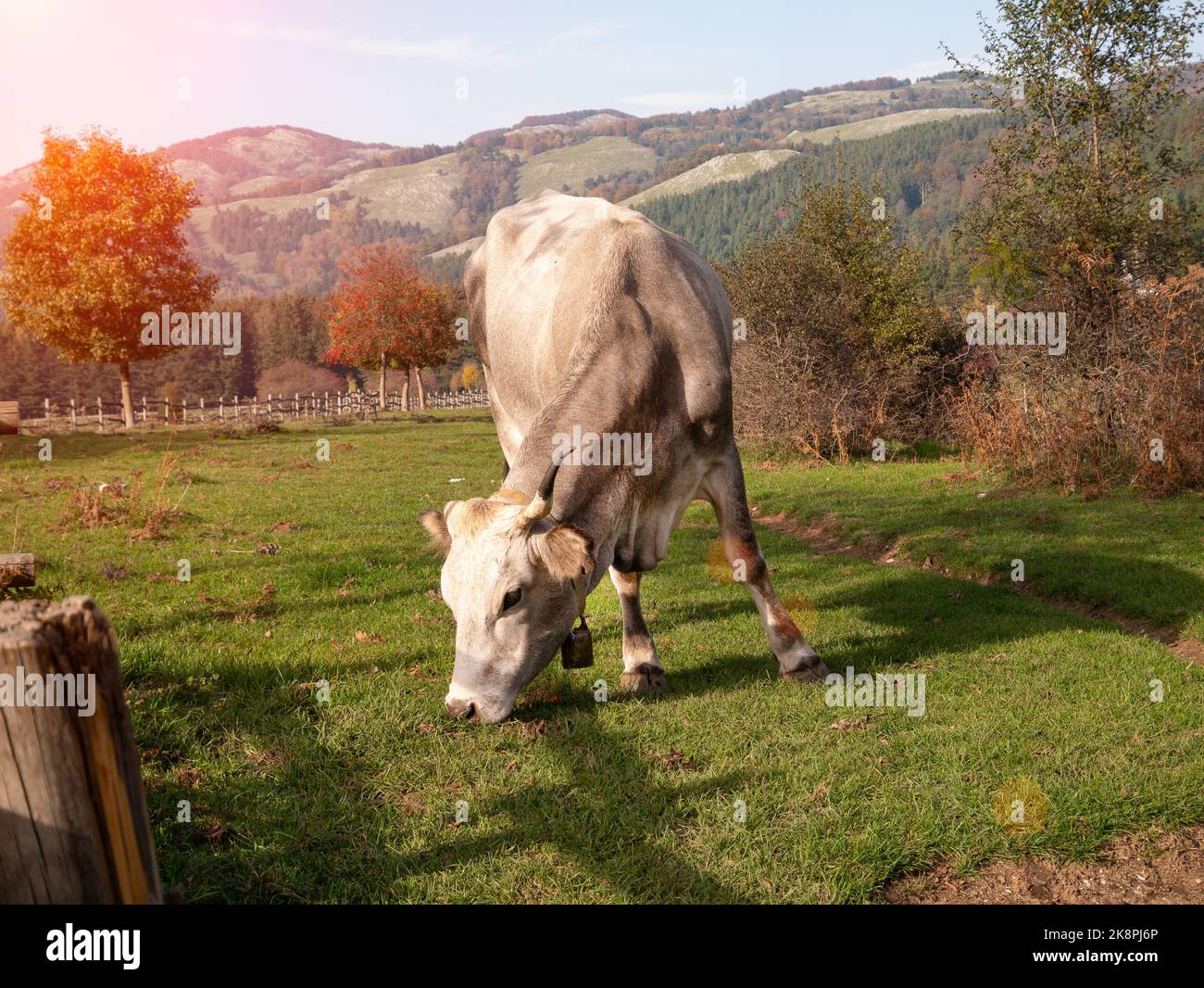 Herd cows grazes in mountain hi-res stock photography and images - Alamy