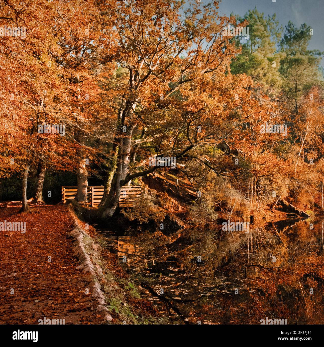 A landscape view of colorful autumn trees by the water in the ...