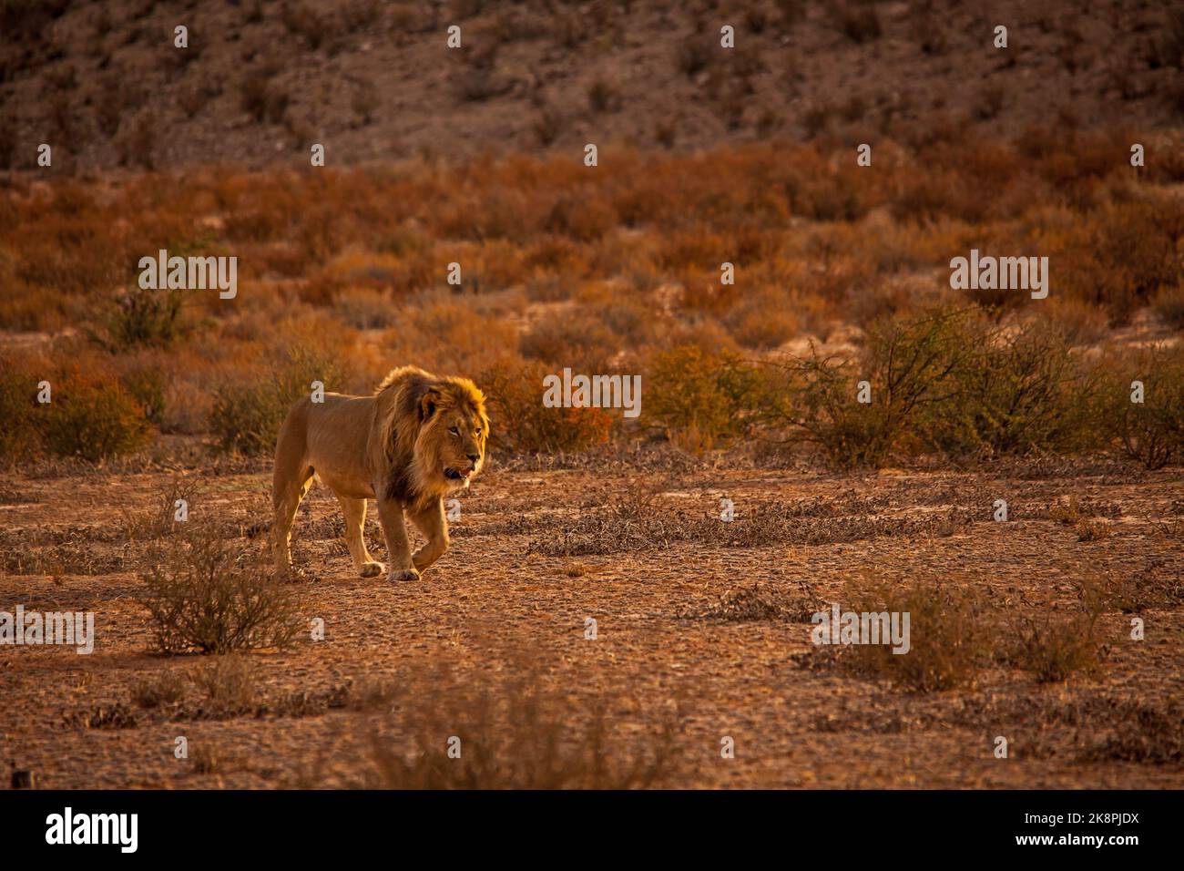 Male Lion (Panthera leo) patrolling his territory in Kgalagadi Trans ...