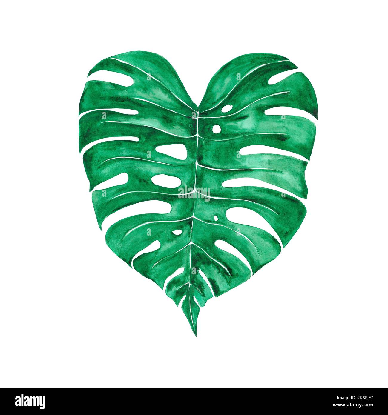 Handdrawn Watercolor tropical green leaf on the white background ...