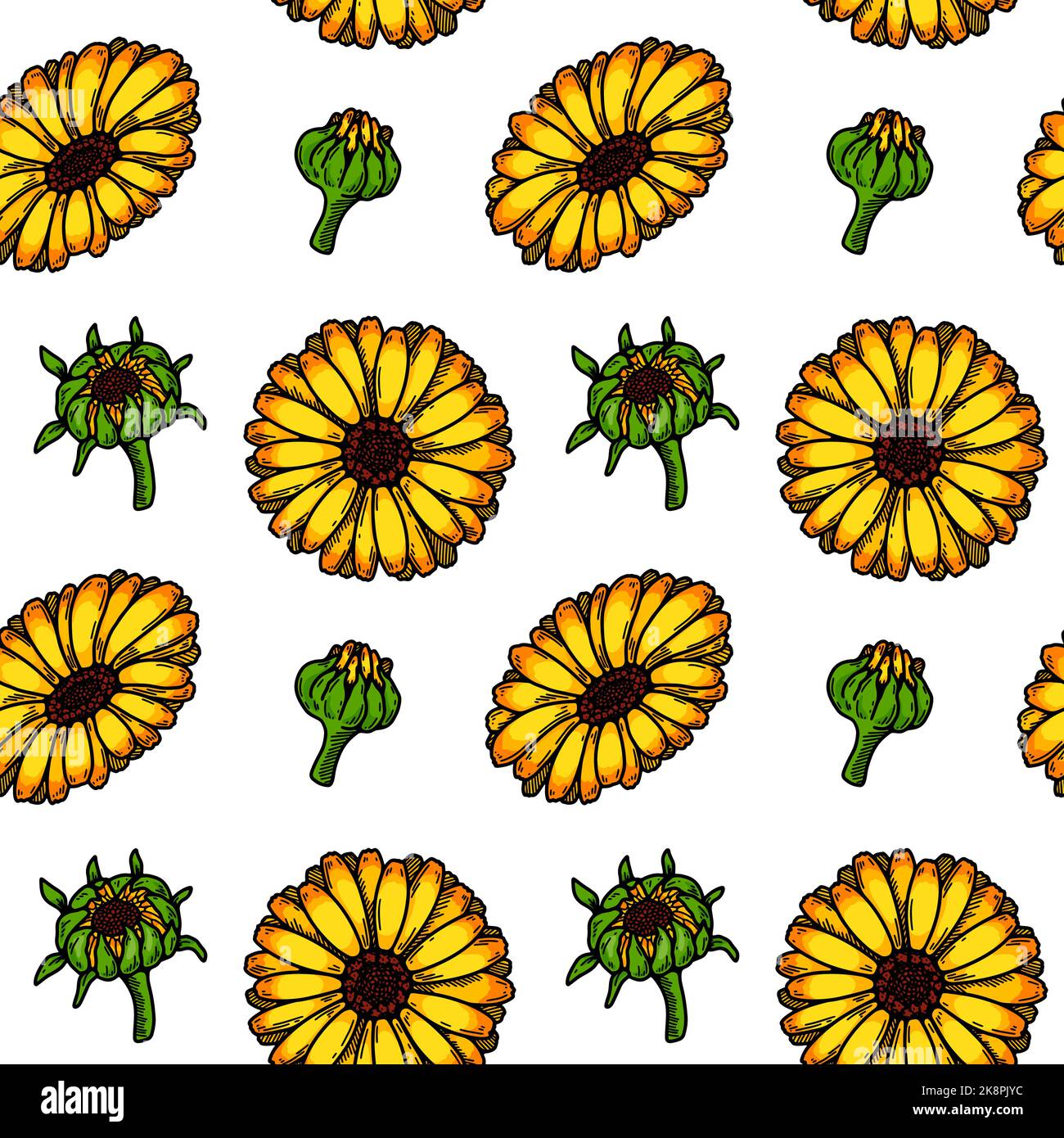 Hand drawn calendula seamless pattern. Vector illustration in colored sketch style. Botany ...