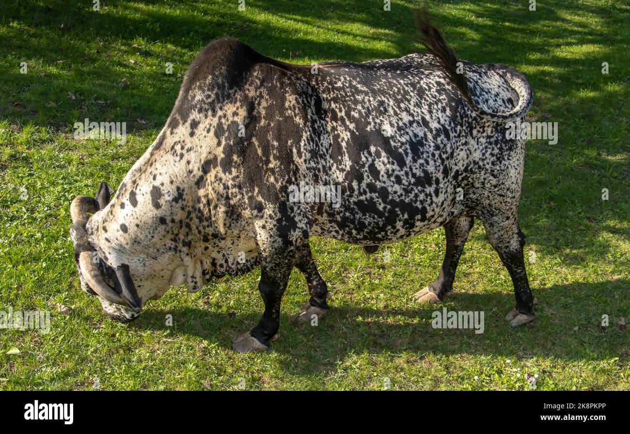 Bos indicus hi-res stock photography and images - Alamy