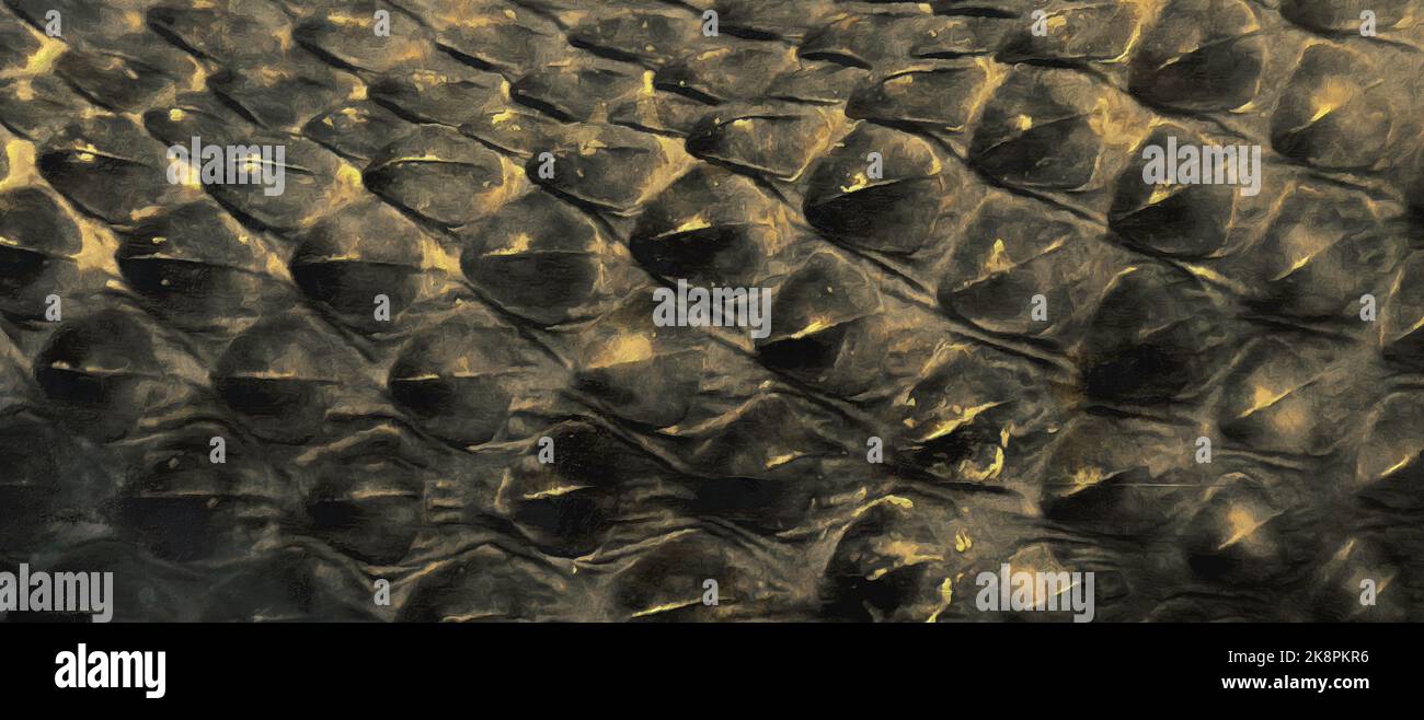 Black snake skin, close up, wide panoramic view Stock Photo - Alamy