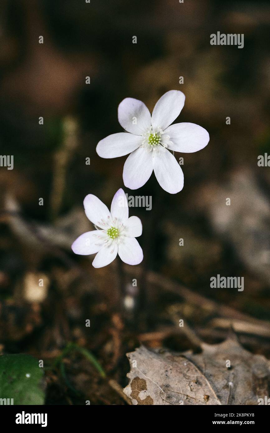 A white Hepatica Nobilis or Liverwort flowers in forest by Olterudelva ...