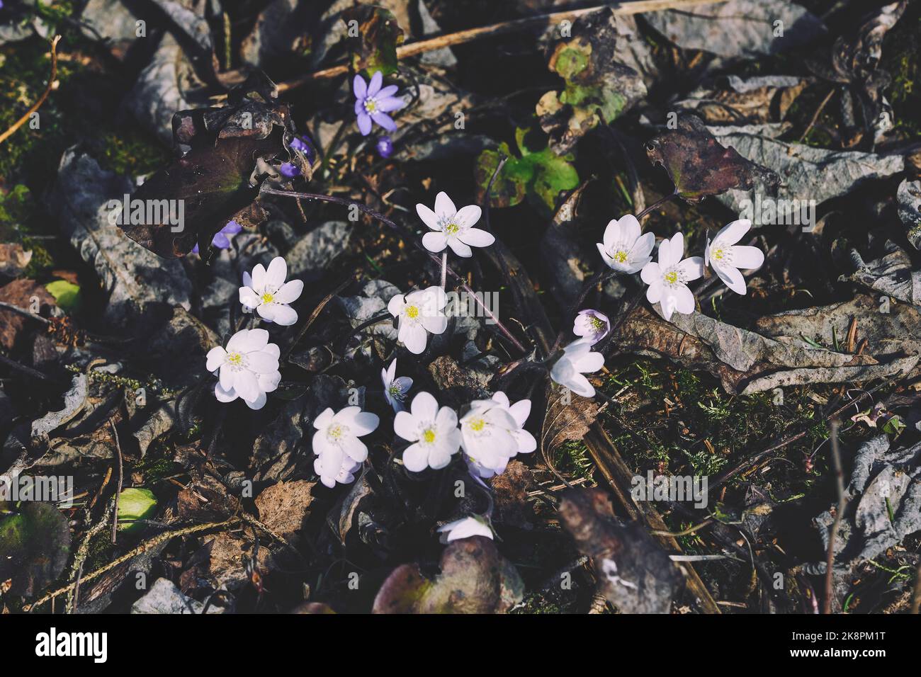A white Hepatica nobilis or Liverwort flowers in forest by Olterudelva ...