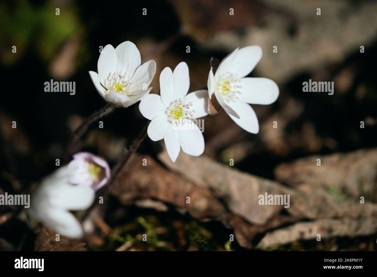 A white Hepatica Nobilis or Liverwort flowers in forest by Olterudelva ...