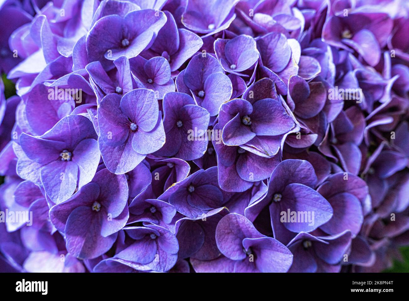 A closeup of purple flowers, French hydrangeas in garden under the sunlight at daytime Stock ...