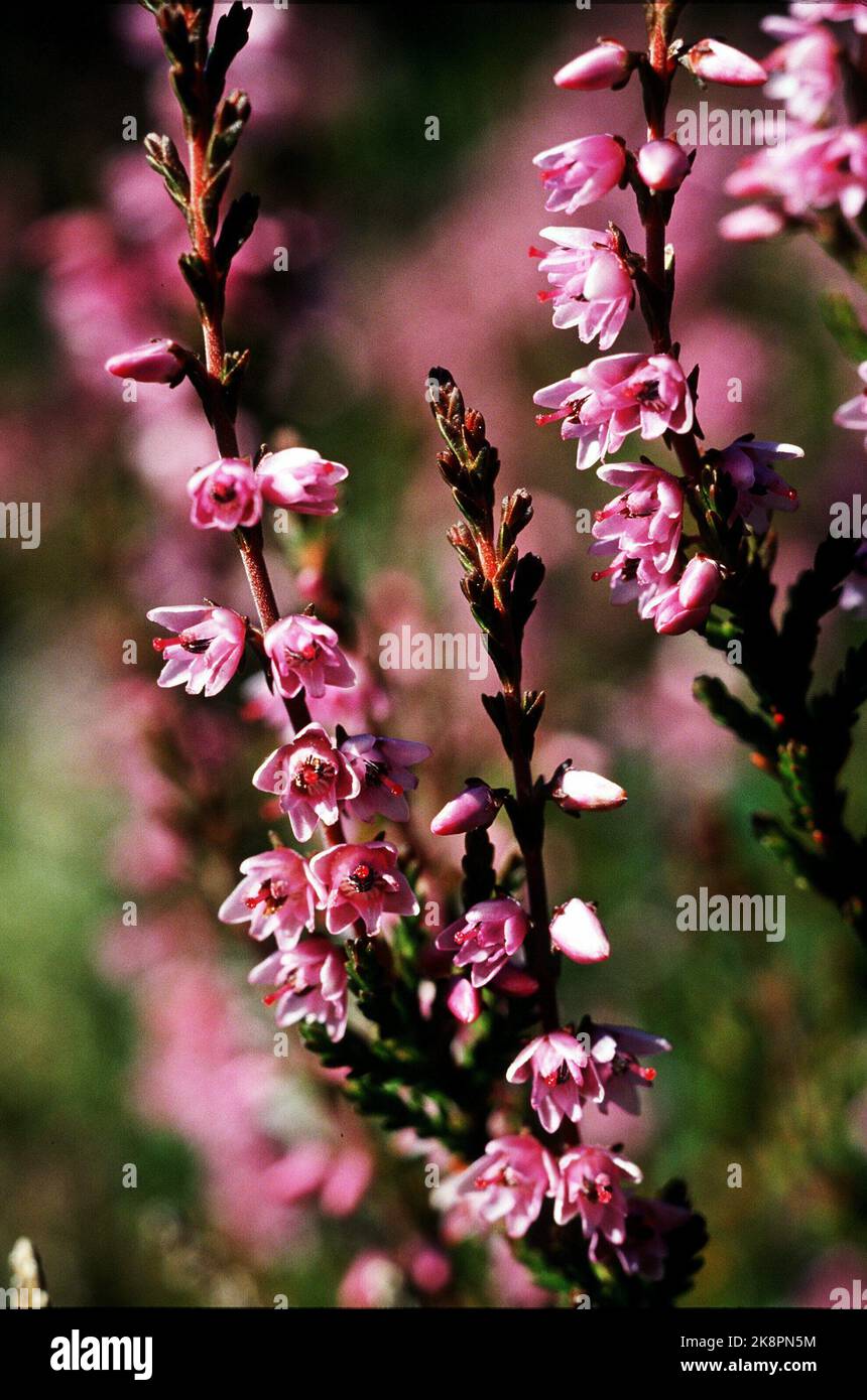 Folldal 19880806. Røsslyng - Calluna Vulgaris - in flowering on the ...