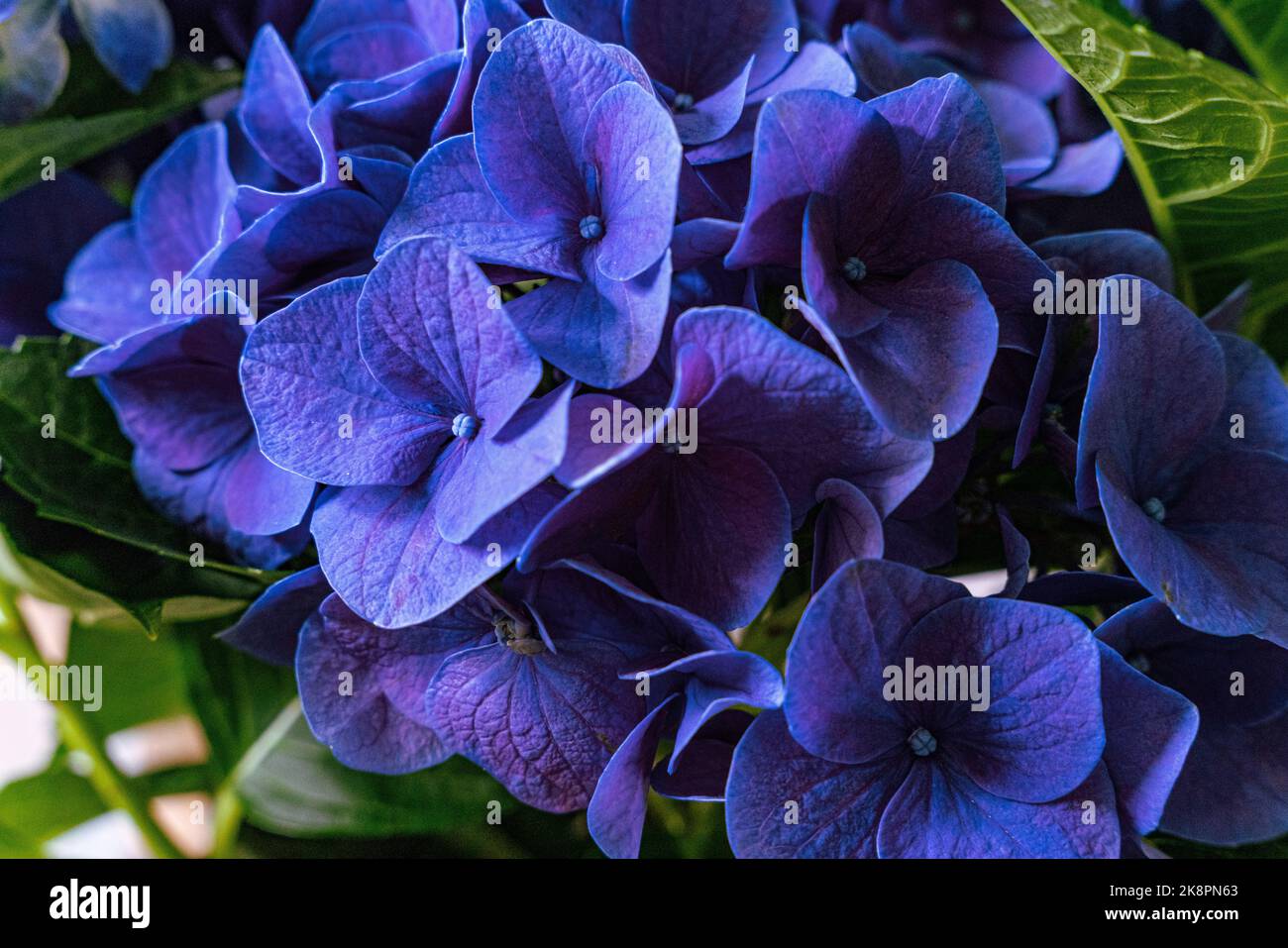 A closeup of purple flowers, French hydrangeas in garden under the ...