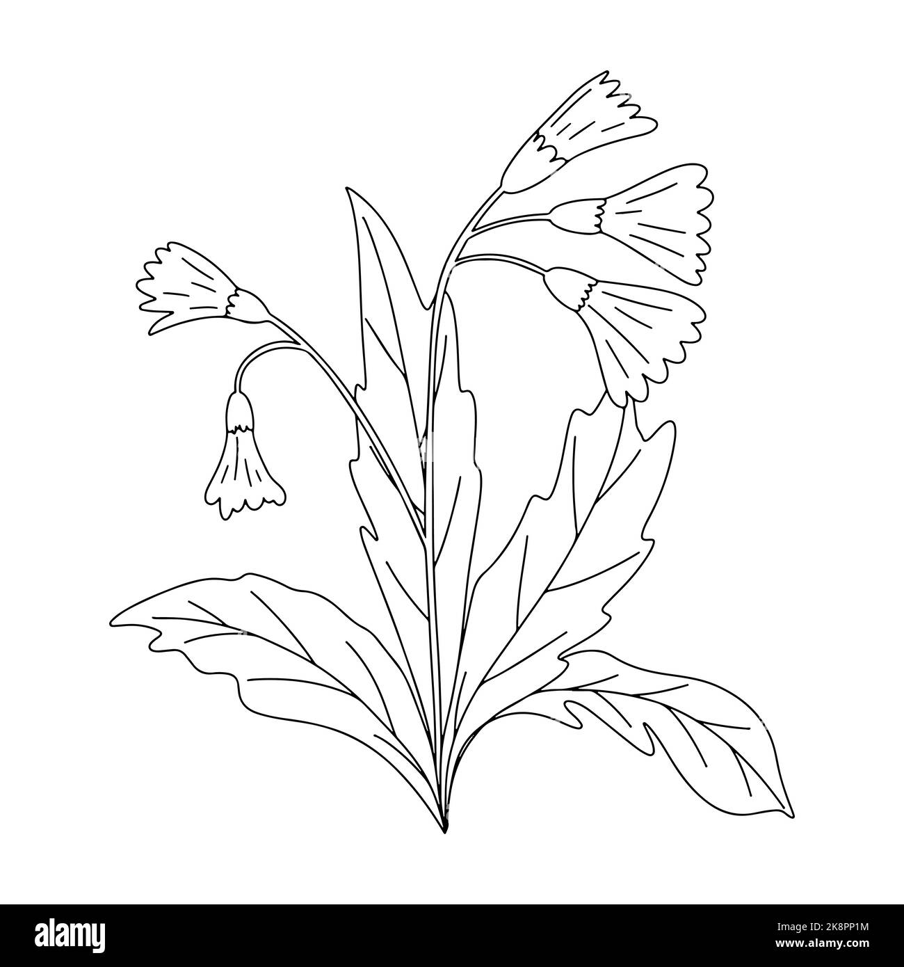 Primula veris Stock Vector Images - Alamy