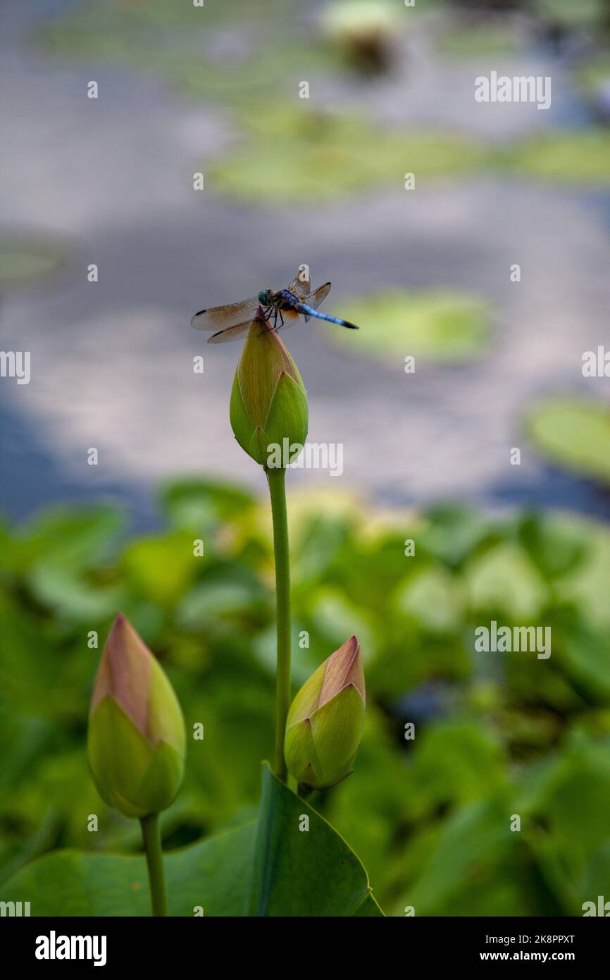 A vertical shot of a dragonfly on a water lily bud Stock Photo - Alamy