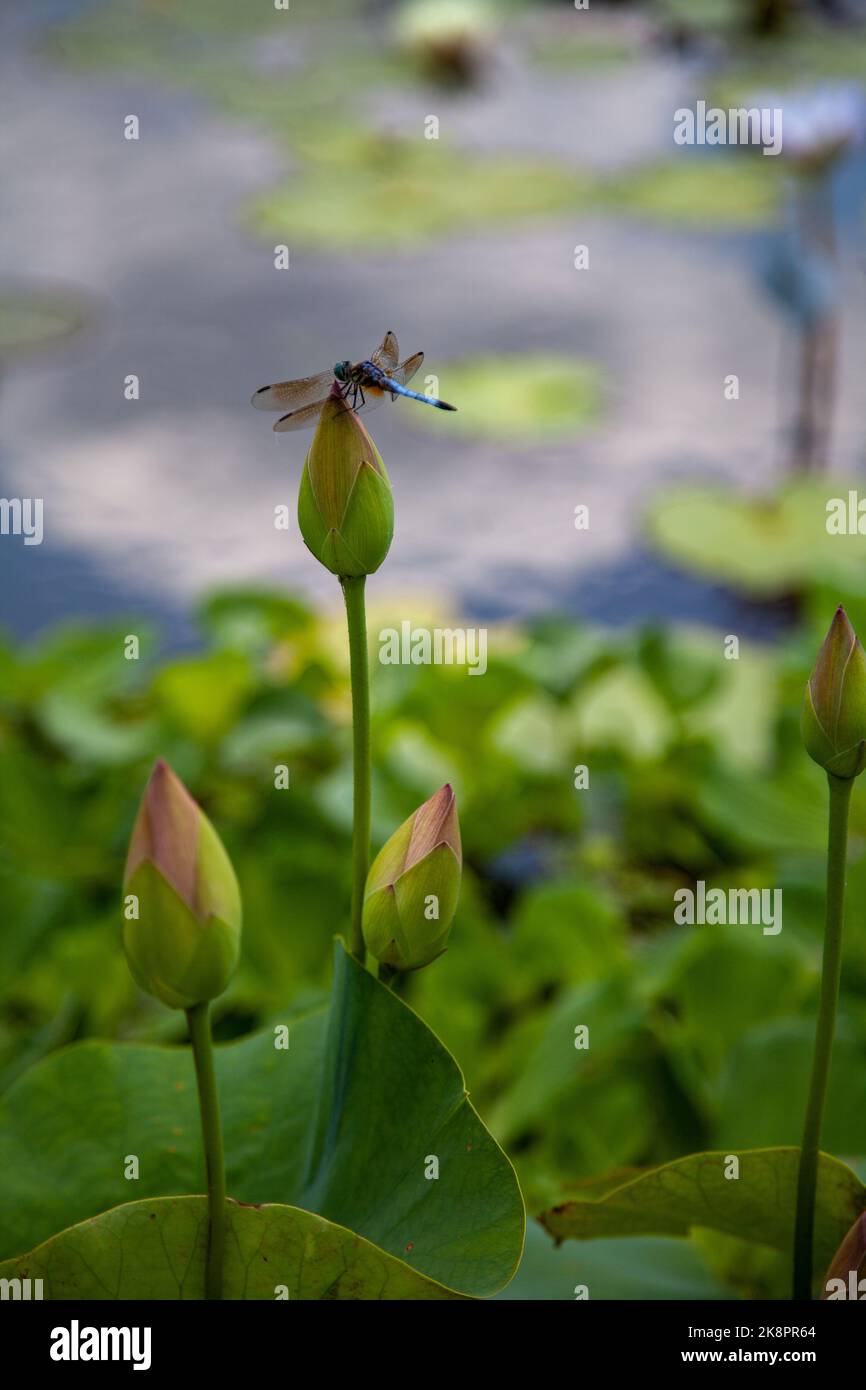A vertical shot of a dragonfly on a water lily bud Stock Photo - Alamy