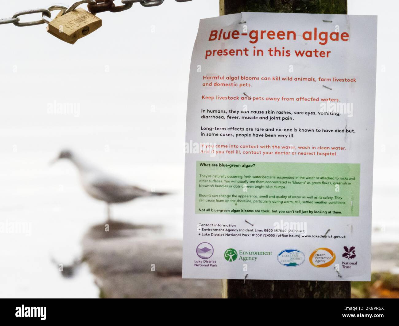 A warning poster about blue green algae in Lake Windermere, Ambleside ...