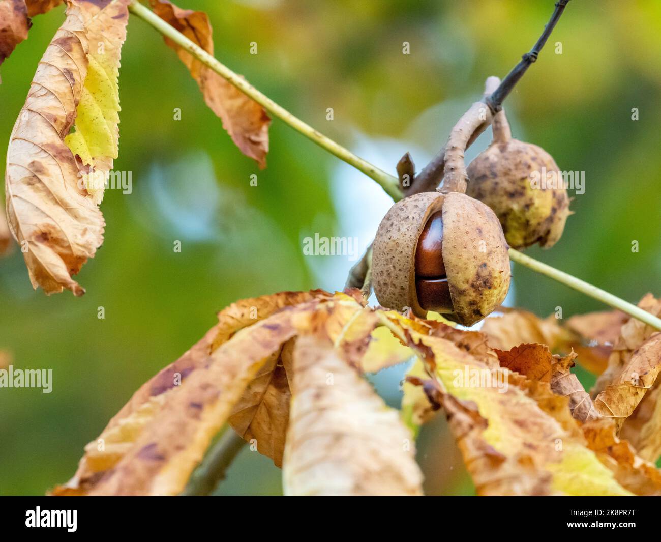 Conker shells on a Horse Chestnut tree in Ambleside, Lake District, UK ...