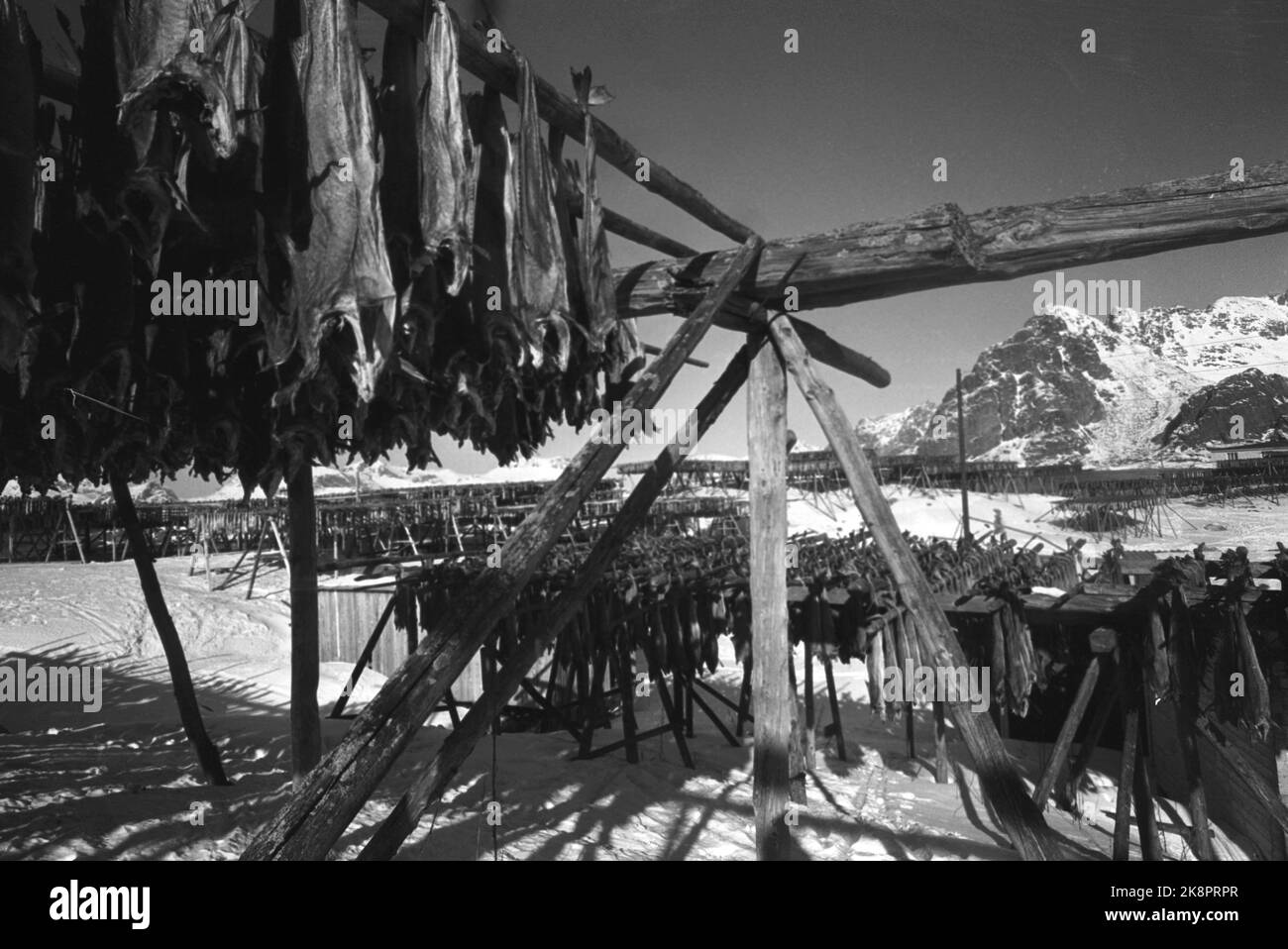 Lofoten, Henningsvær April 10, 1971. After a number of bad years on the ...