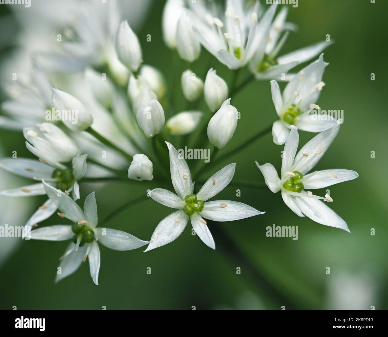Garlic flowers hi-res stock photography and images - Alamy