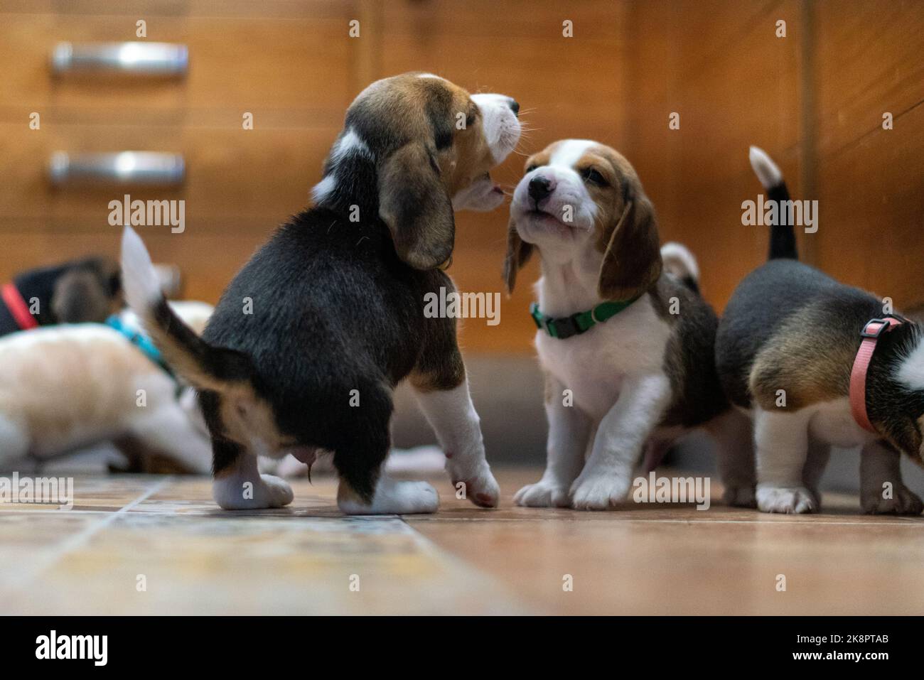 The Adorable Beagle Puppies Playing Together Stock Photo Alamy