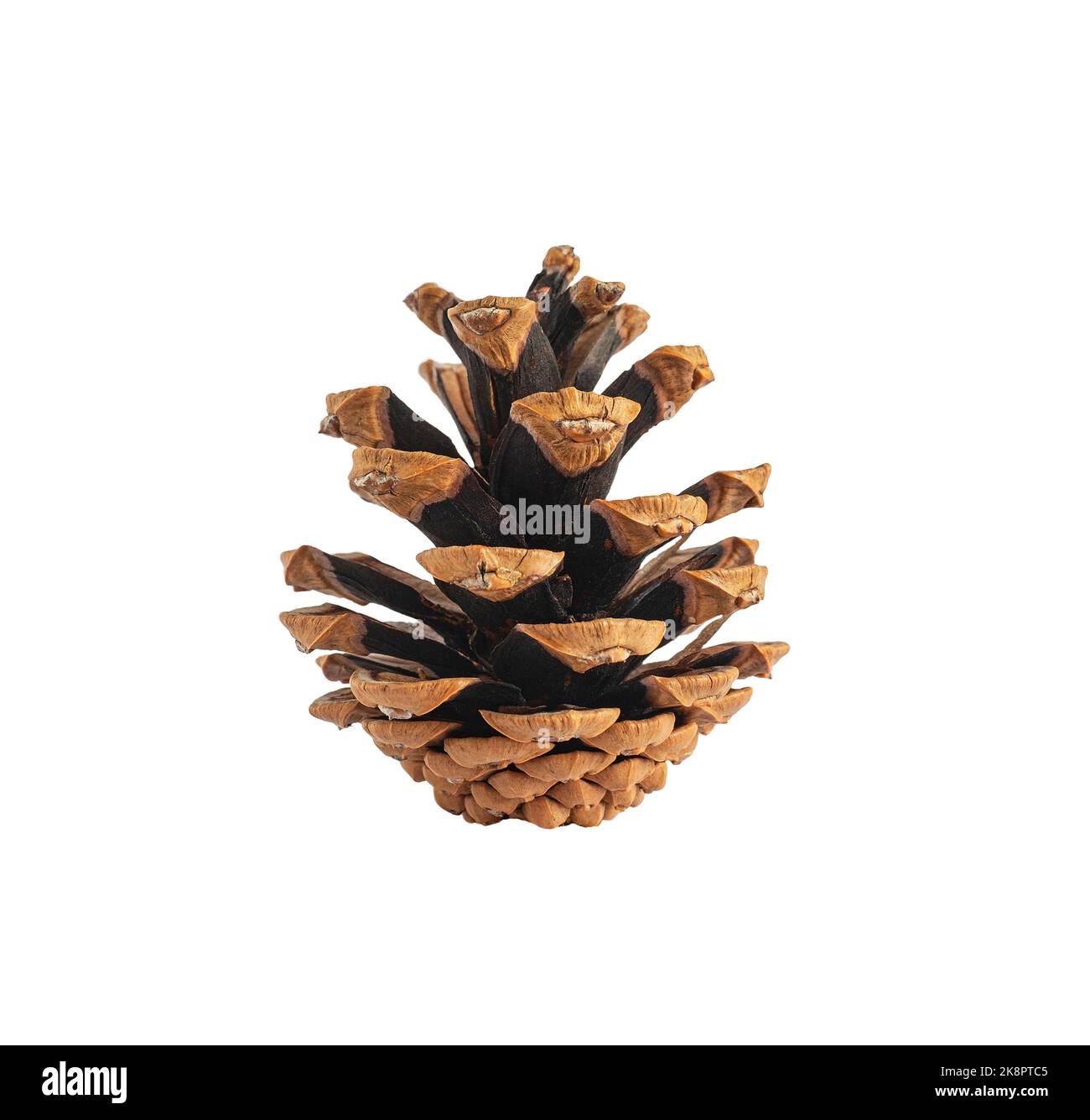 Small pine cone isolated on a white background Stock Photo - Alamy