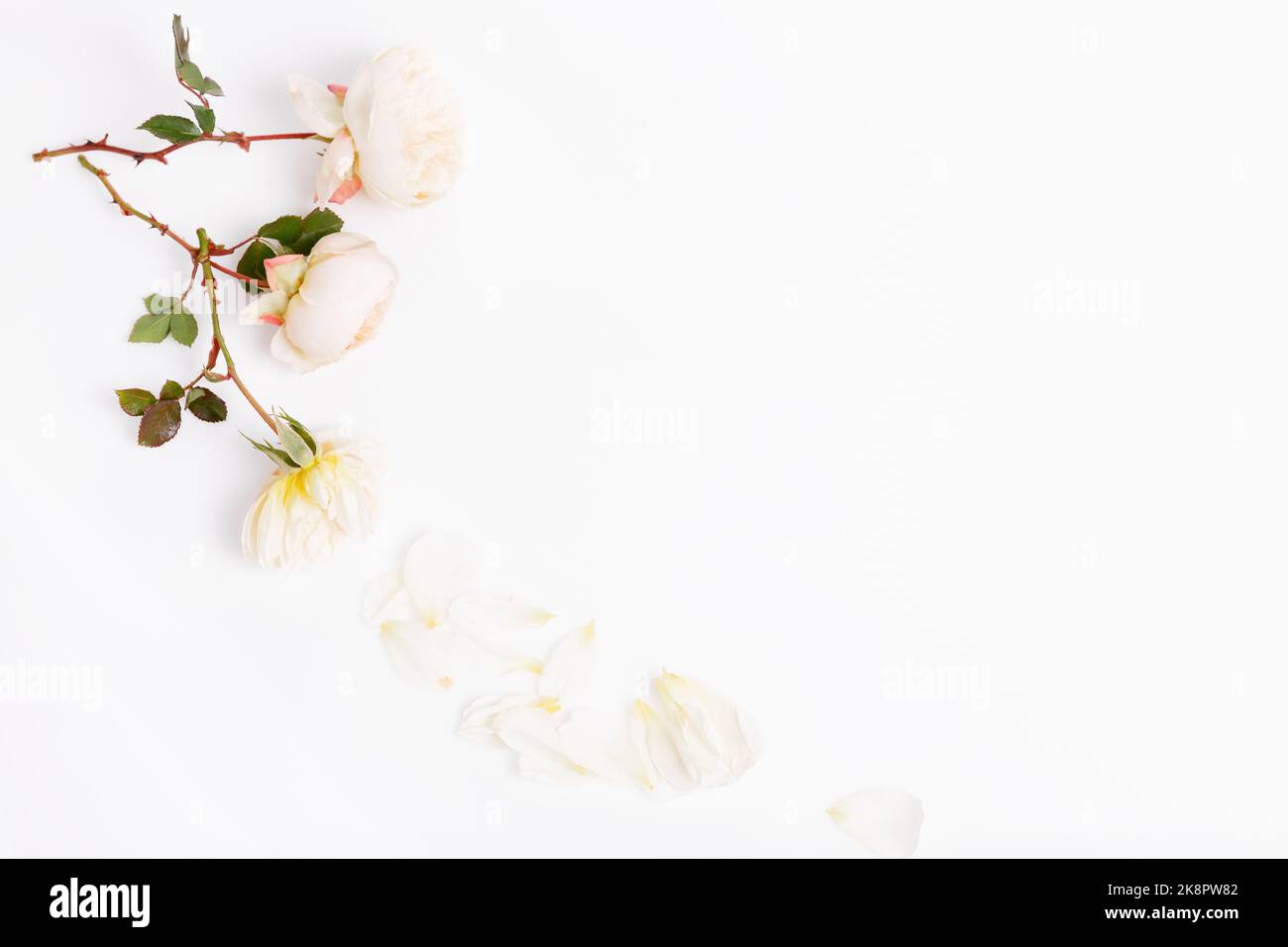 Composition of cream roses on a white background with crumbling petals ...