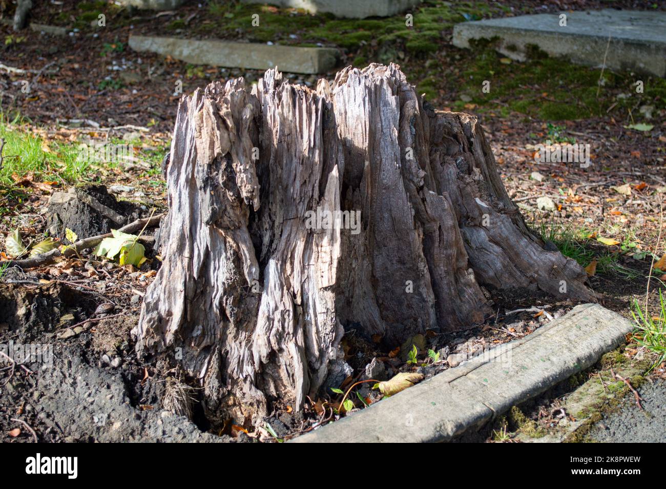 Weathered tree stump in hi-res stock photography and images - Alamy