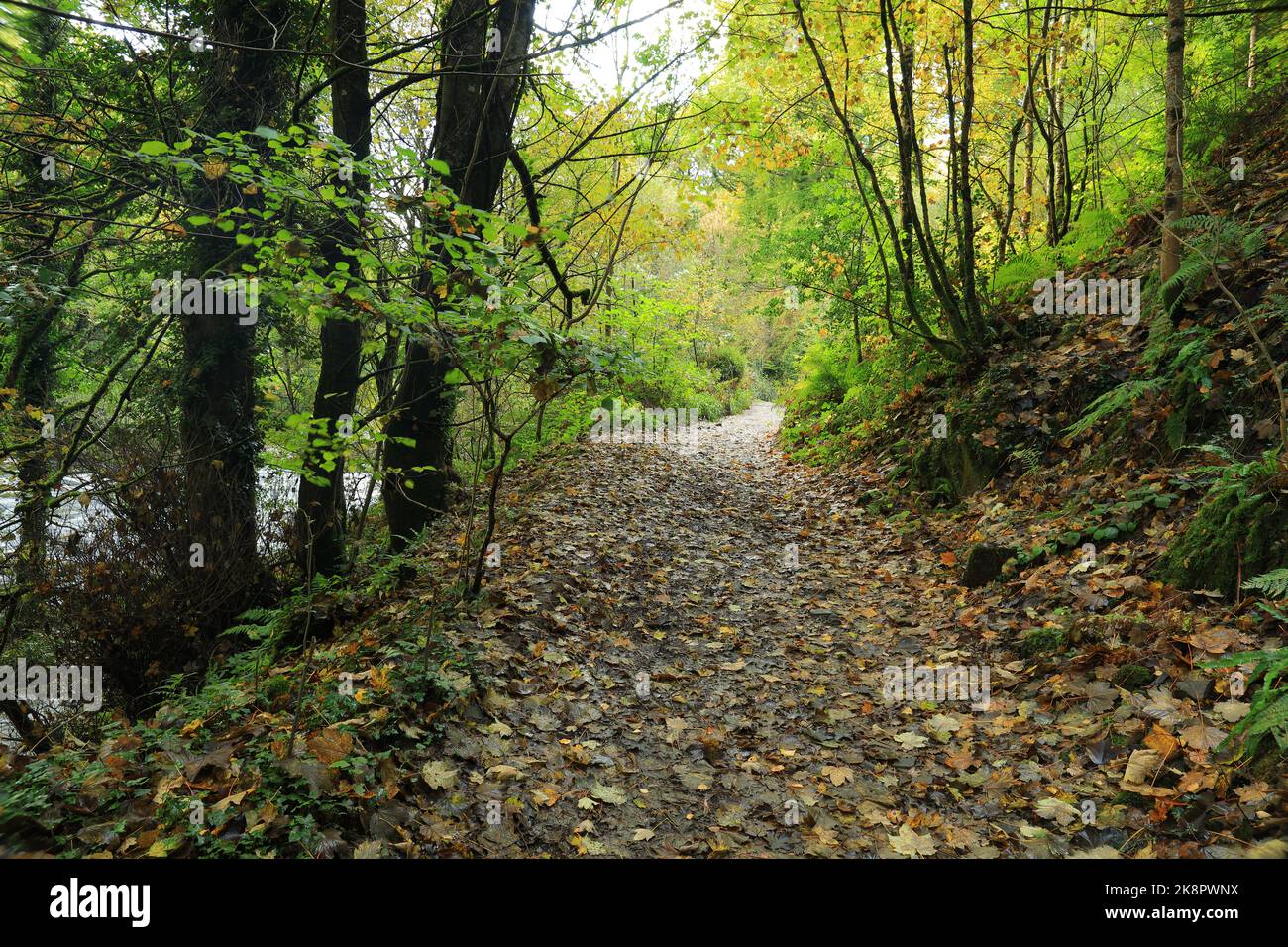 Holne woods woodland path, Dartmoor, Devon, England UK Stock Photo - Alamy
