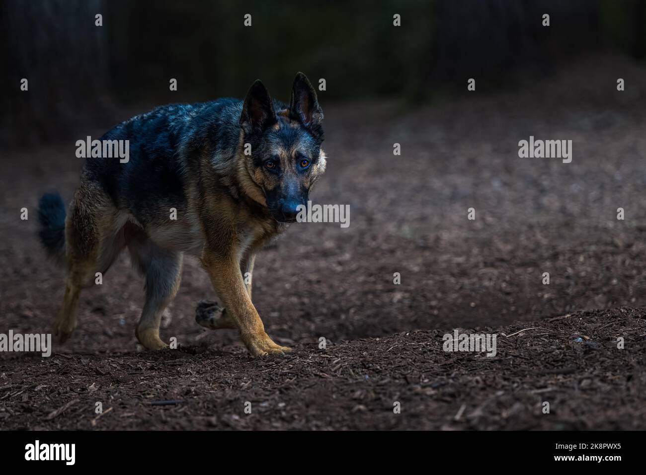German shepard in forest hi-res stock photography and images - Alamy