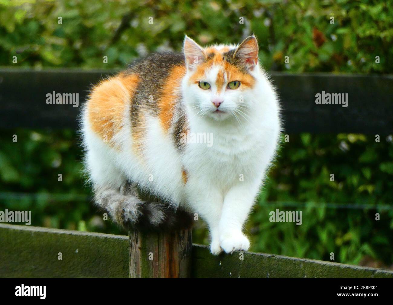 Calico Cat With Yellow Eyes