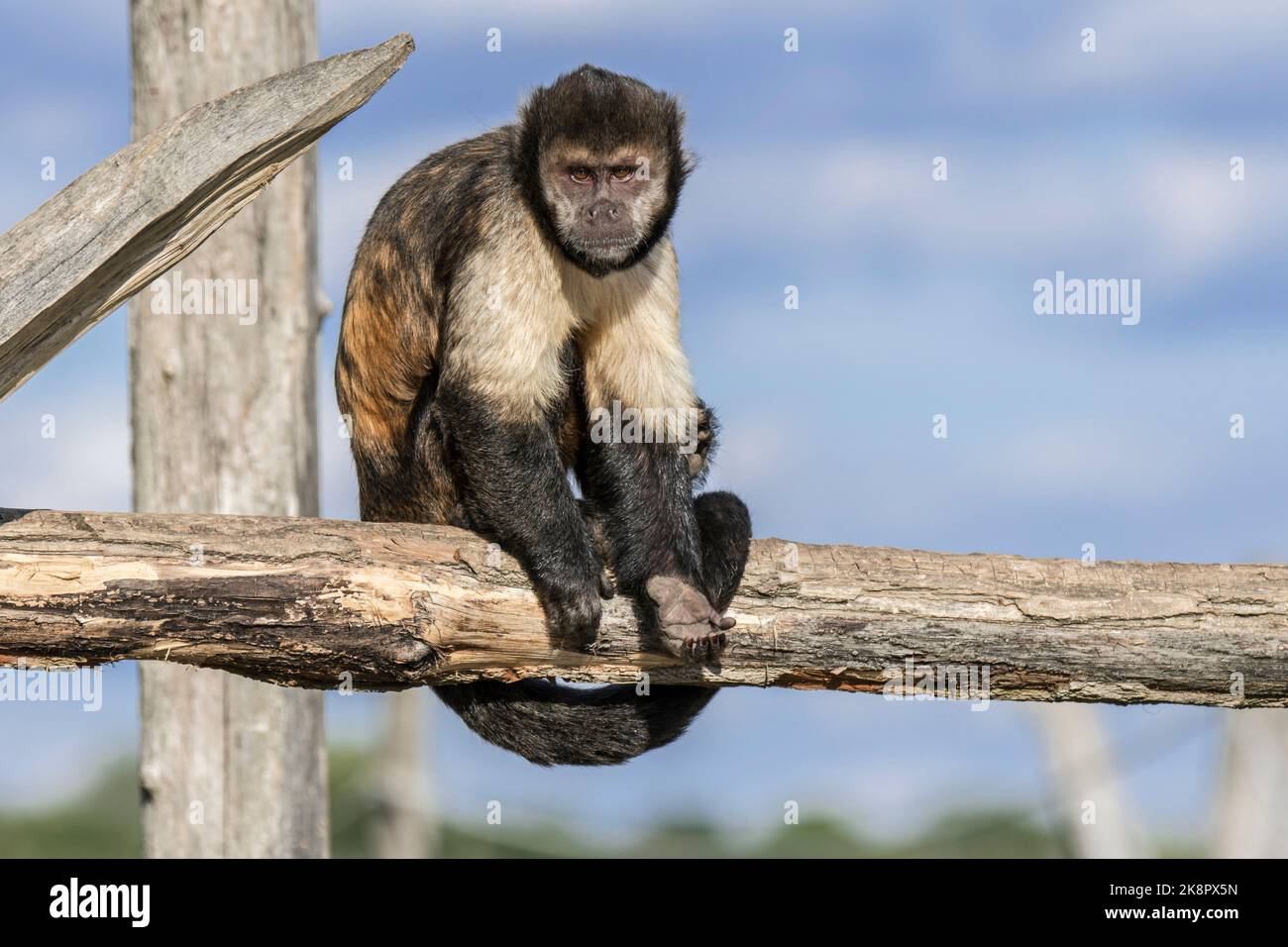 Golden-bellied capuchin / yellow-breasted capuchin / buff-headed ...