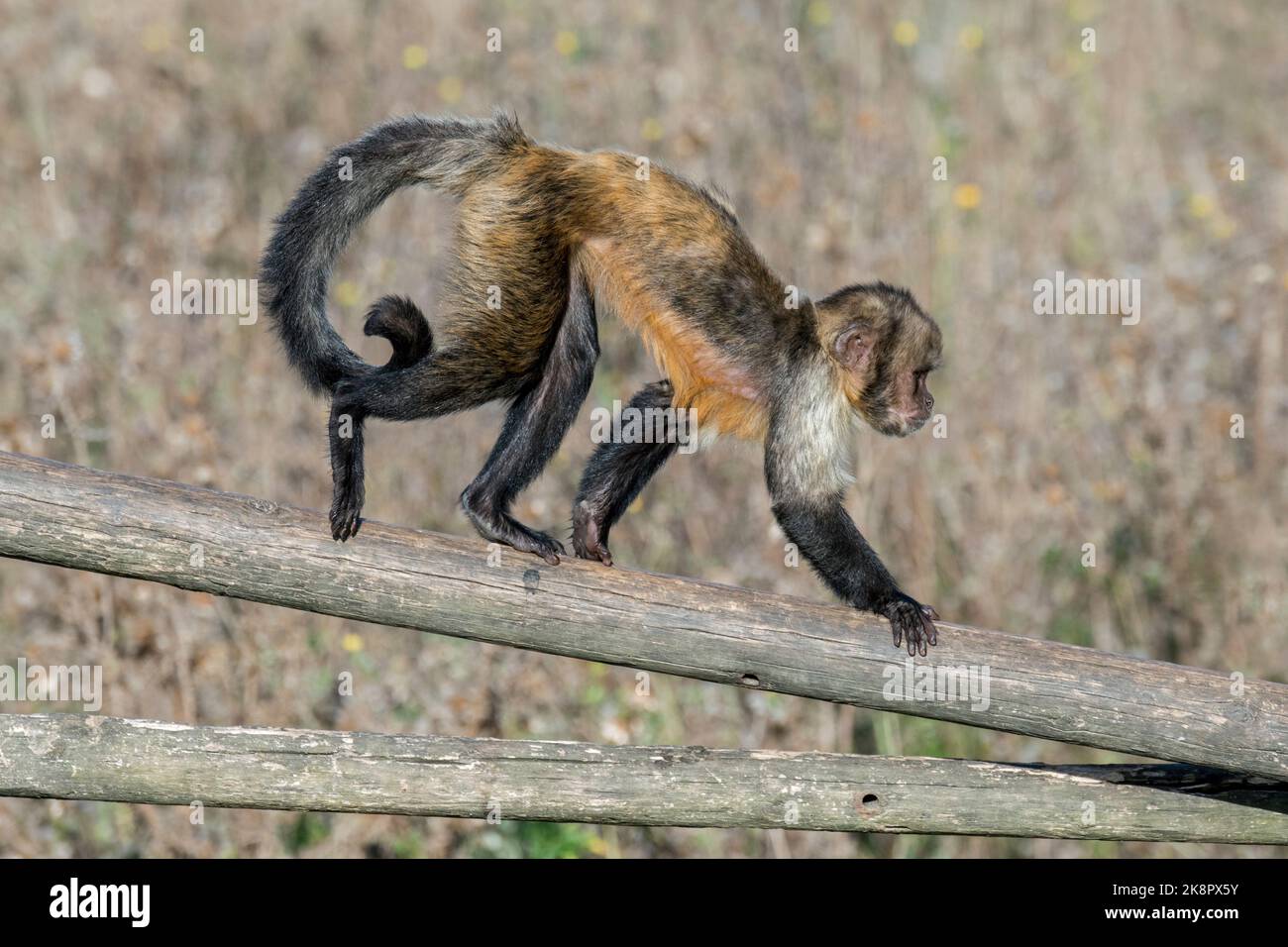 Golden-bellied capuchin / yellow-breasted capuchin / buff-headed ...