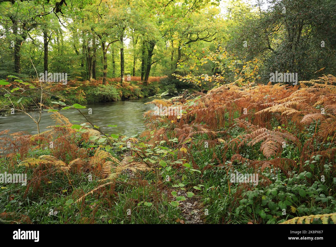 River Dart at Holne Woods, Dartmoor, Devon, England, UK Stock Photo - Alamy