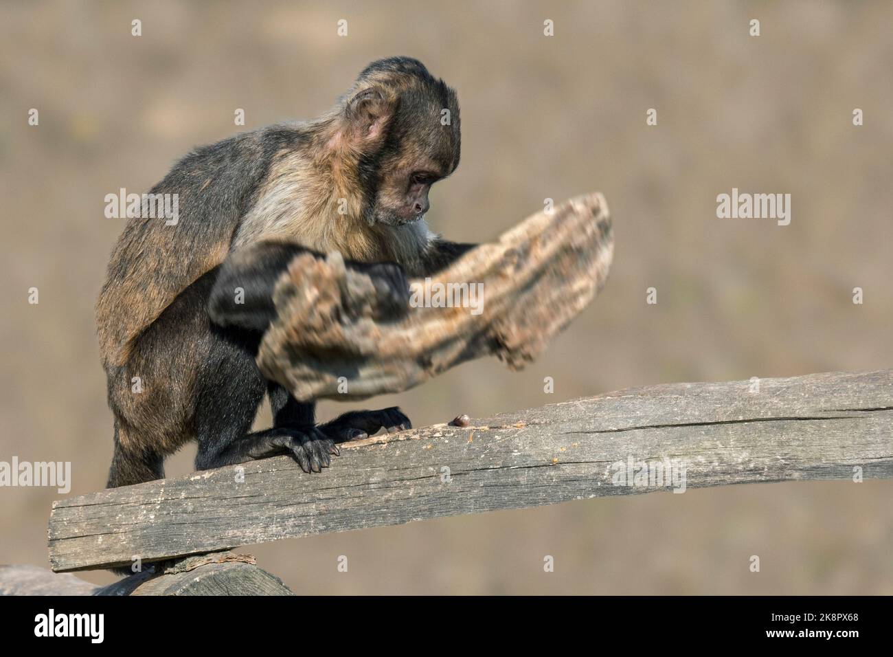 Golden-bellied capuchin / yellow-breasted capuchin / buff-headed ...