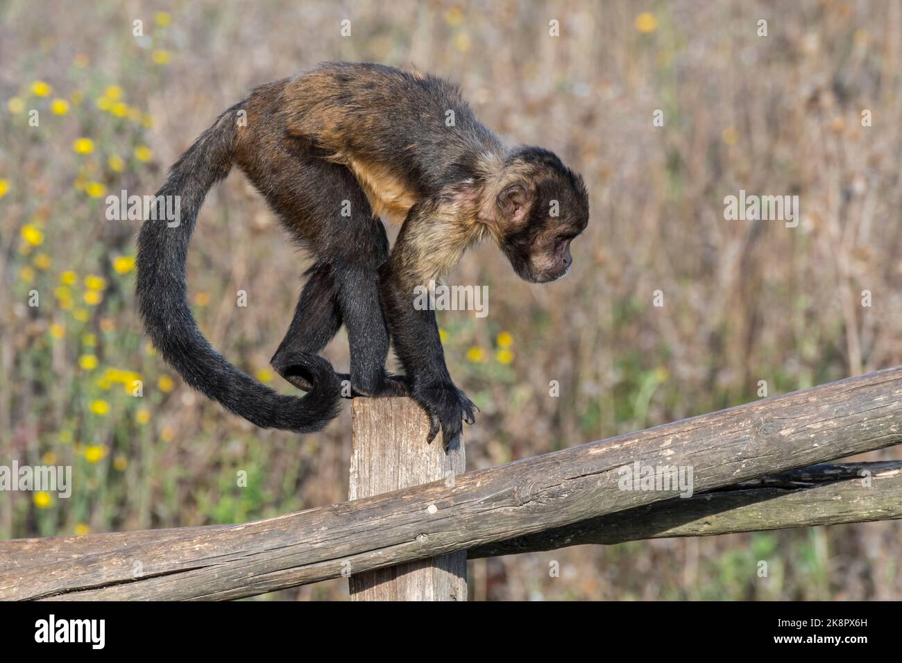 Golden-bellied capuchin / yellow-breasted capuchin / buff-headed ...