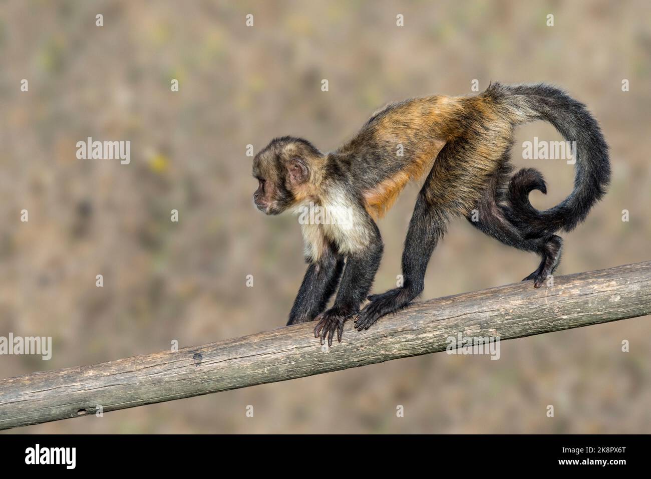 Golden-bellied capuchin / yellow-breasted capuchin / buff-headed ...