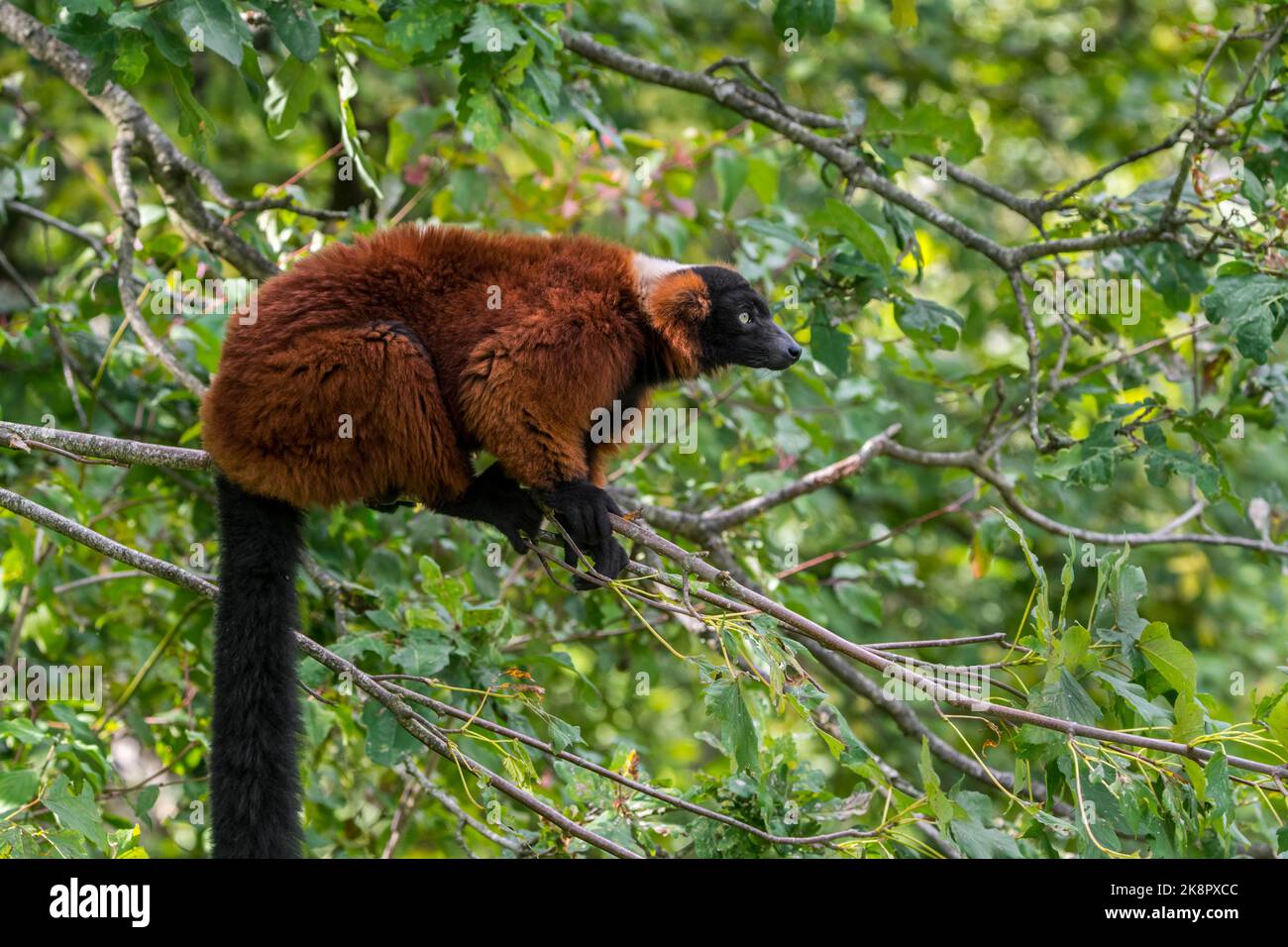 Red ruffed lemur (Varecia rubra) in tree, primate native to the ...