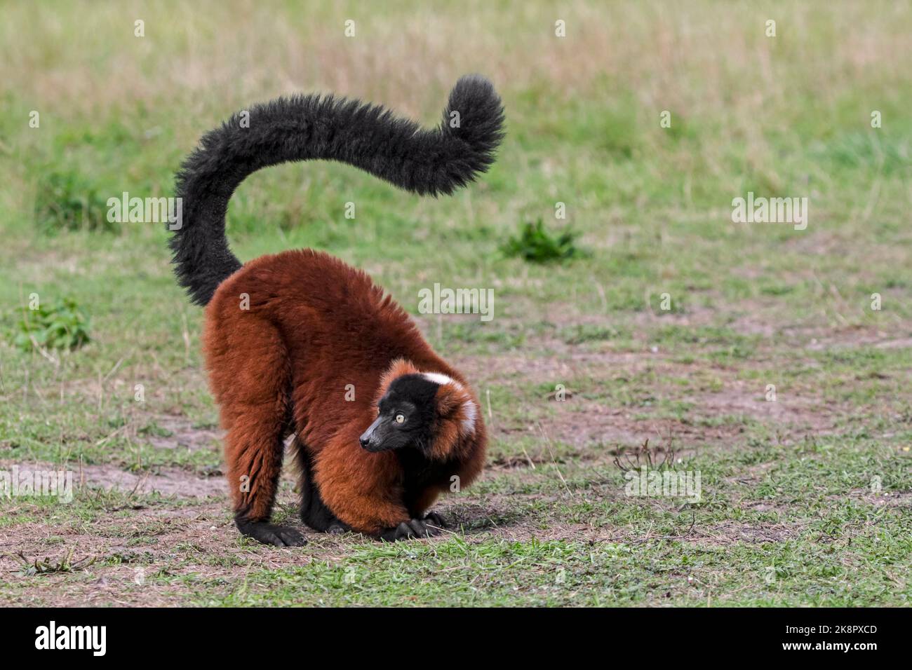 Red ruffed lemur (Varecia rubra) foraging on the ground, primate native ...