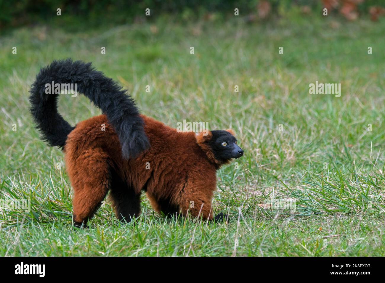 Red ruffed lemur (Varecia rubra) foraging on the ground, primate native ...