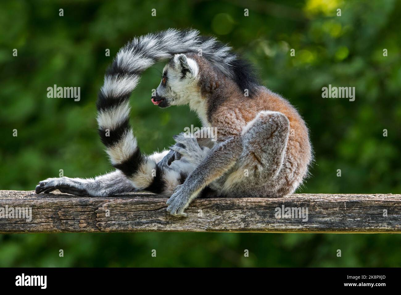 Ring-tailed lemur (Lemur catta) grooming fur, endangered primate ...